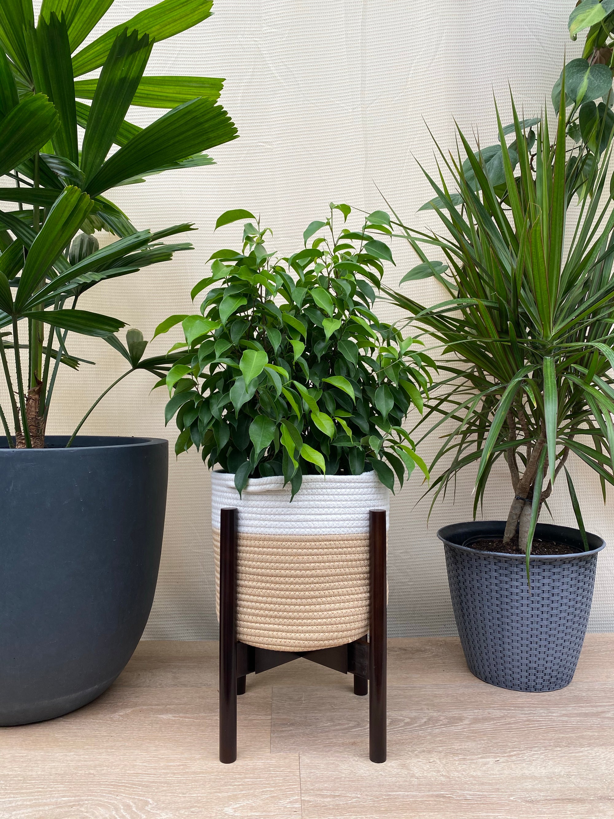 Buy Ficus Benjamina Florida Spire | Eureka Farms