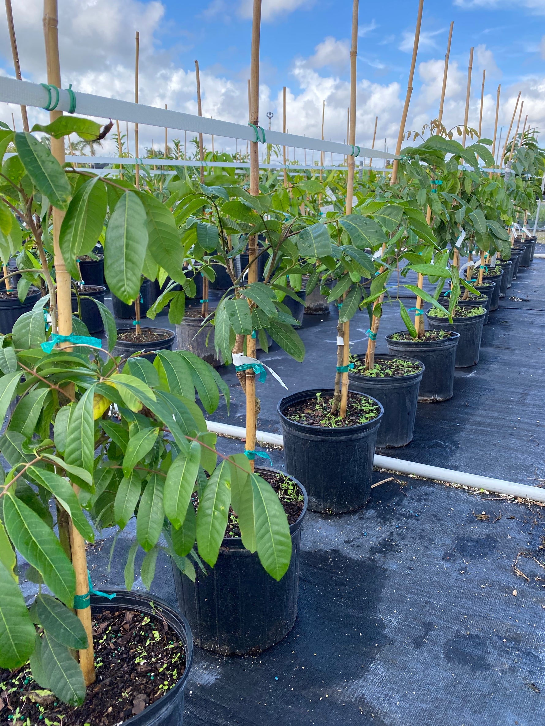 Longan Fruit Tree, Sri Chompoo | Eureka Farms