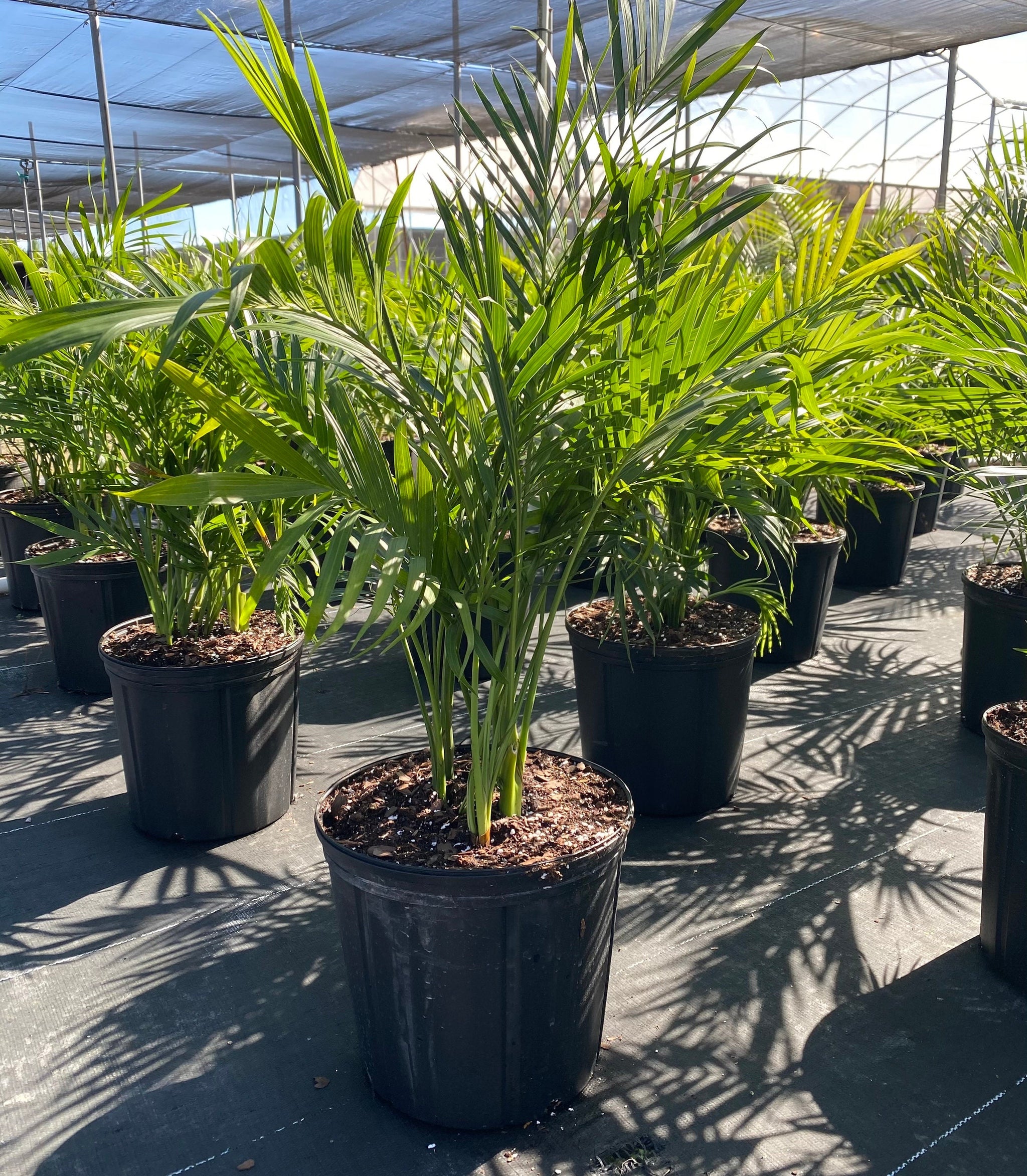 Cat Palm, Live Tropical Plant Indoor – Eureka Farms