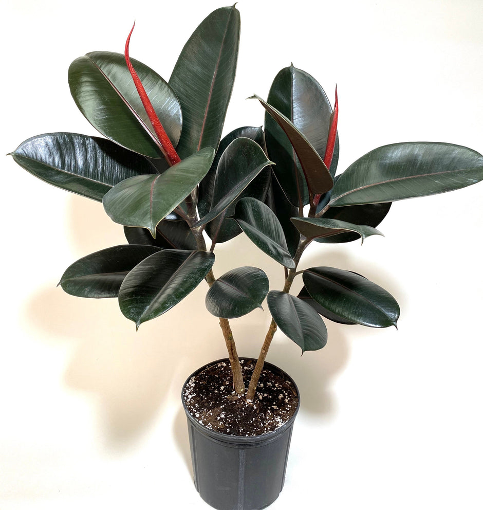 Buy the Best Collection of Ficus Rubber Tree | Eureka Farms