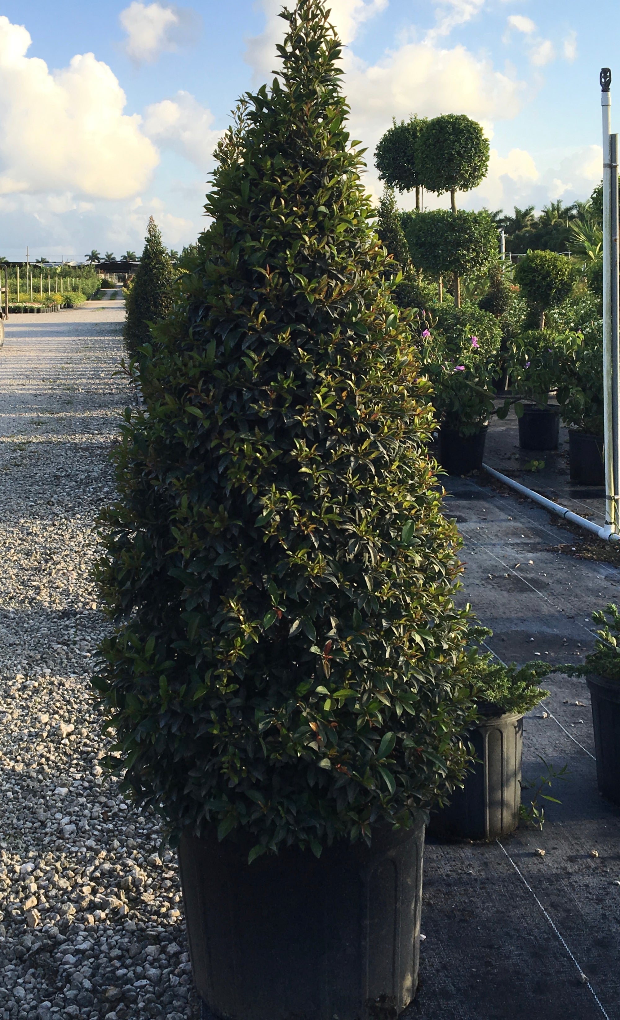 Topiary Eugenia Cone, Pyramid Tree | Eureka Farms