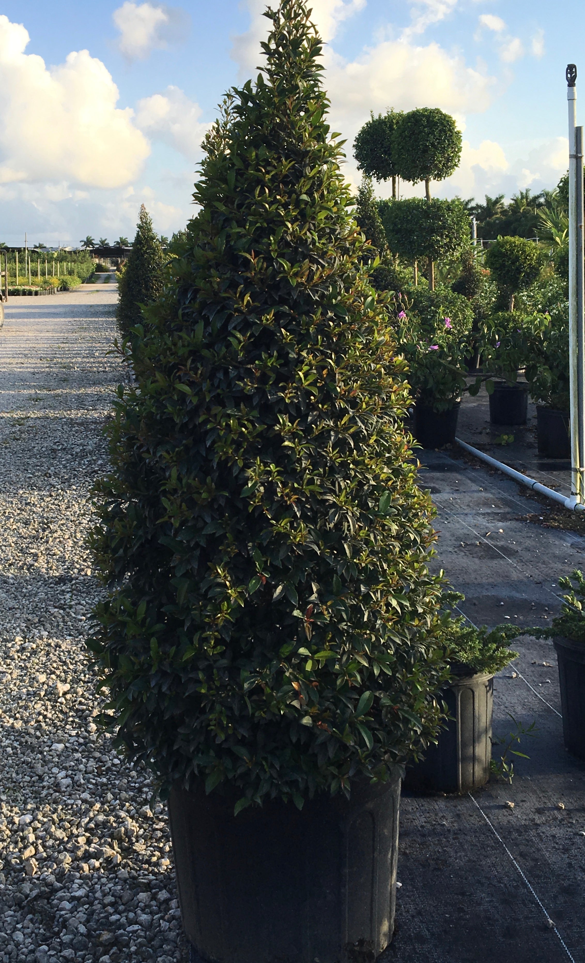 Topiary Eugenia Cone, Pyramid Tree | Eureka Farms