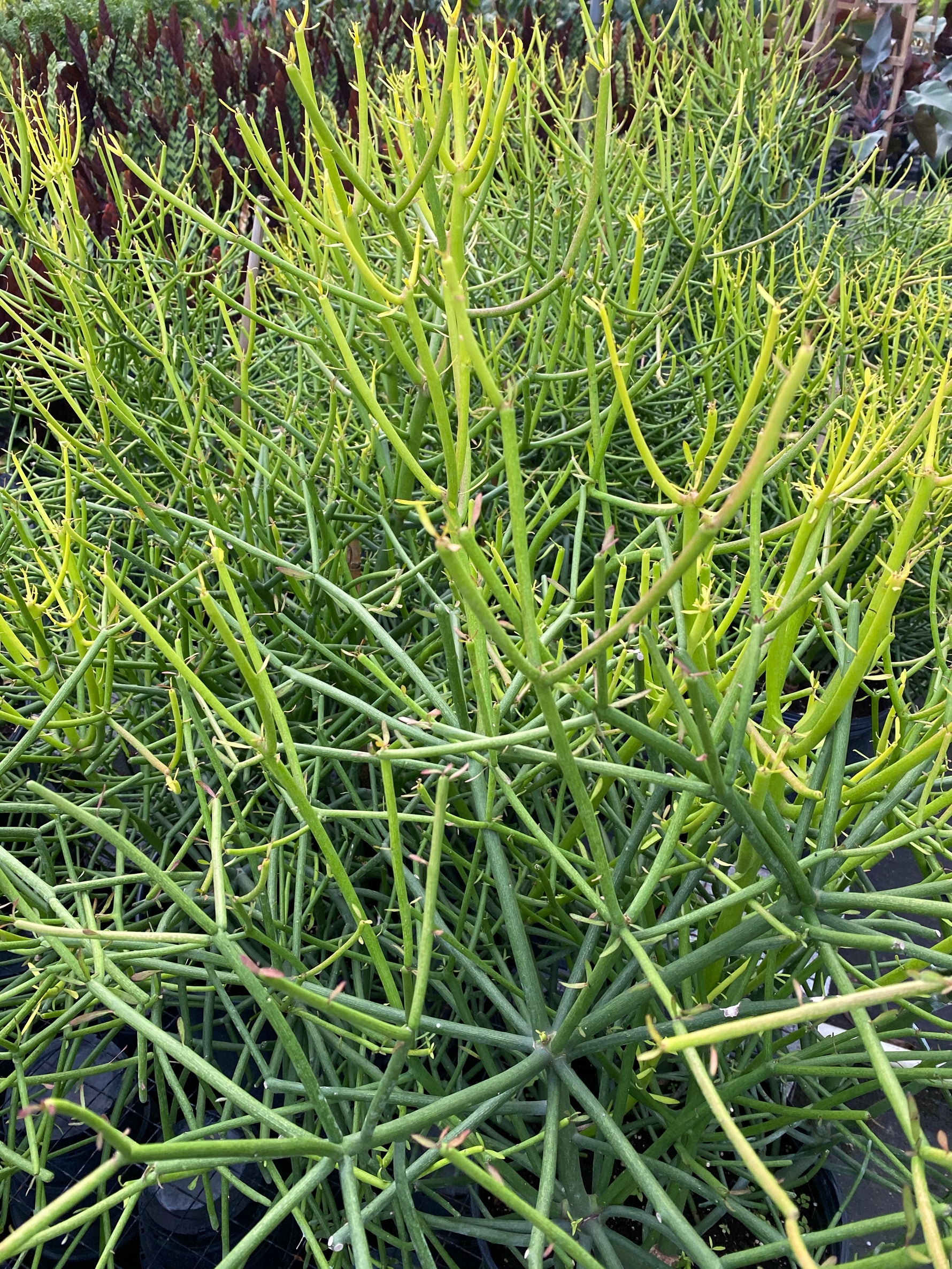 Buy Euphorbia Pencil Tree Cactus | Eureka Farms