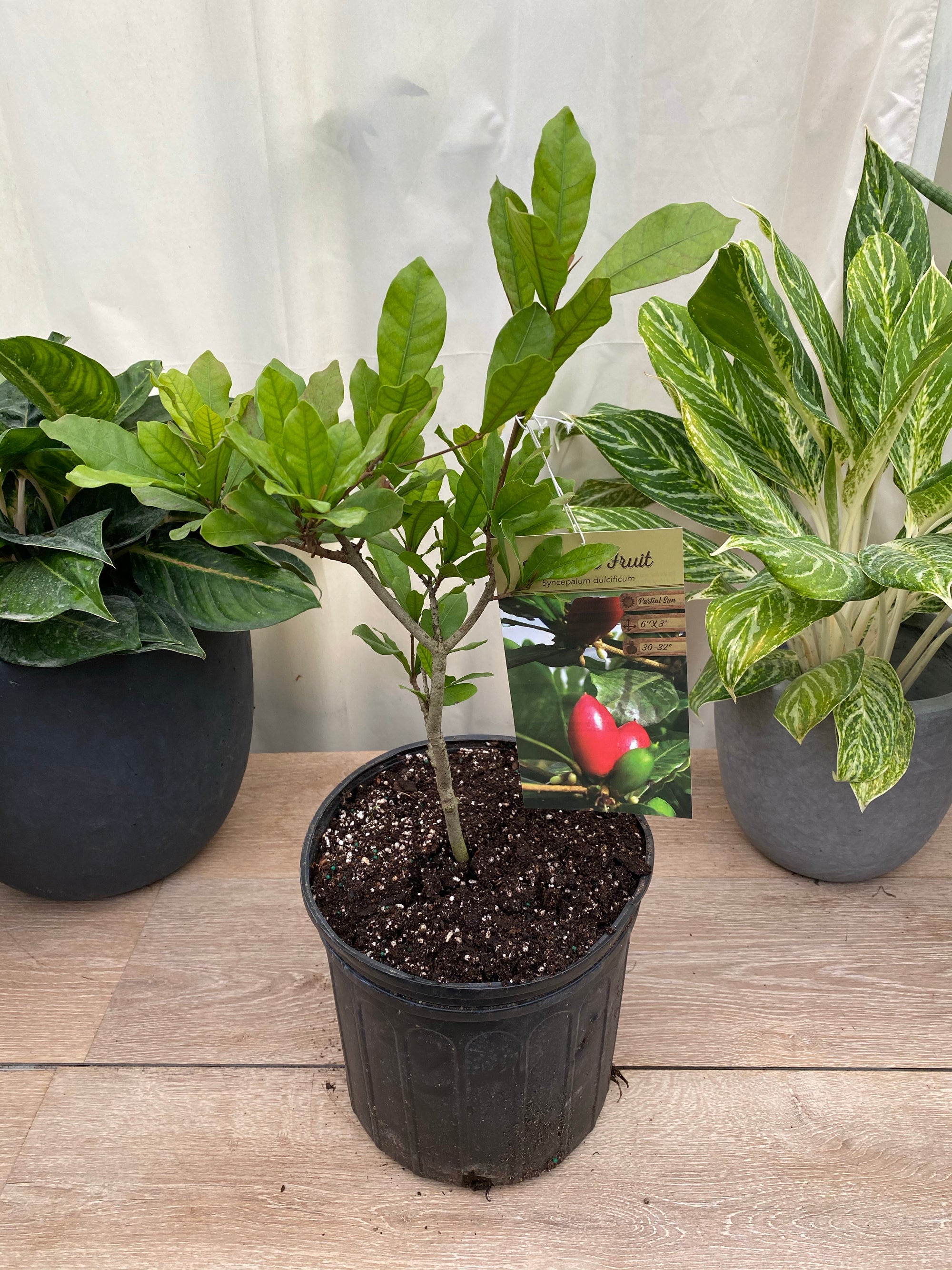 Miracle Fruit Berry Tree, Synsepalum Dulcificum | Eureka Farms