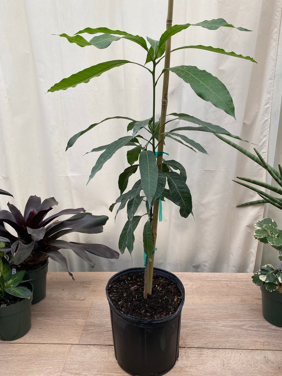 Shop Our Collection of Mango Fruit Tree | Eureka Farms