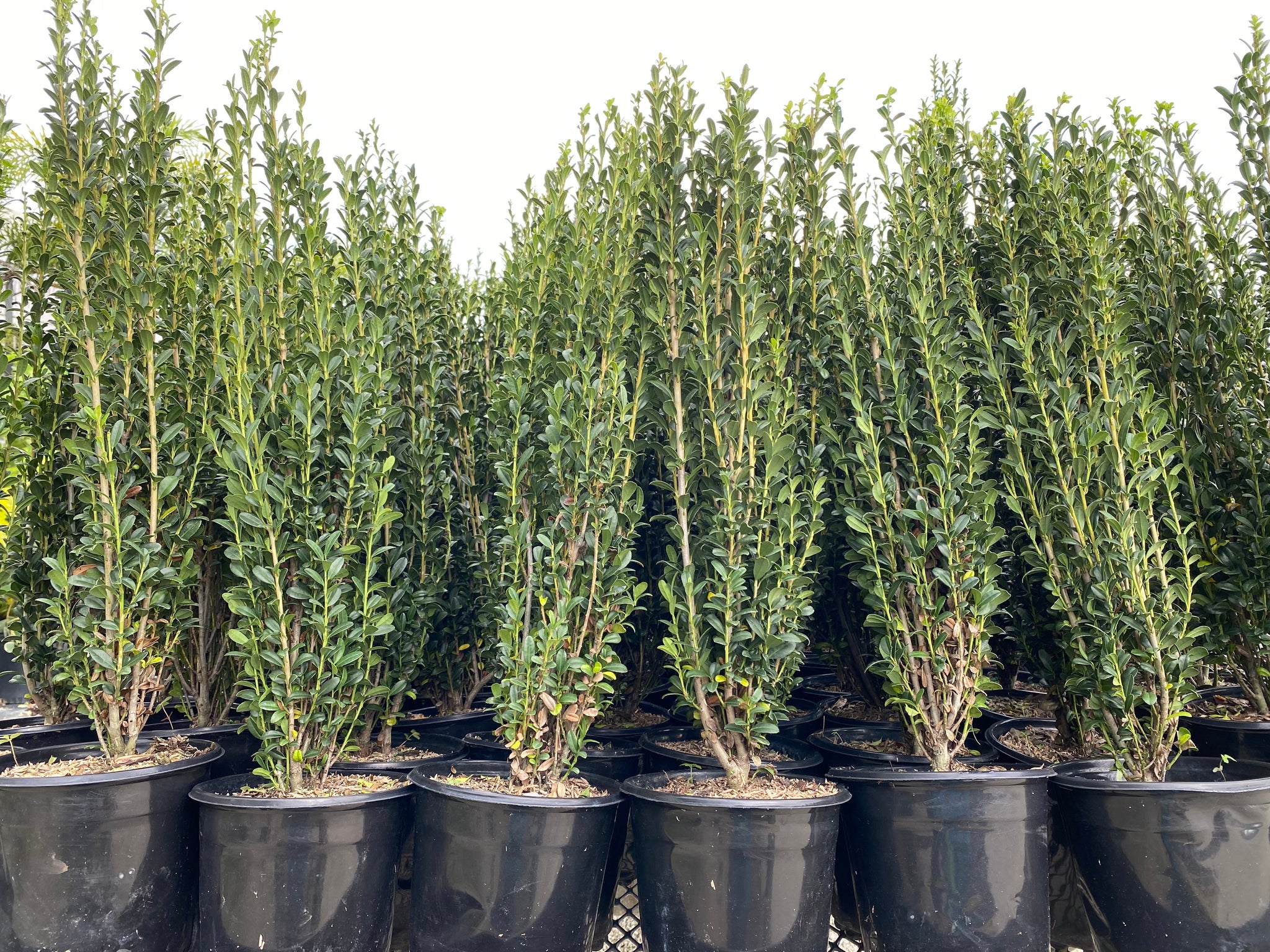 Ilex crenata 'Sky Pencil' Japanese Holly – Eureka Farms