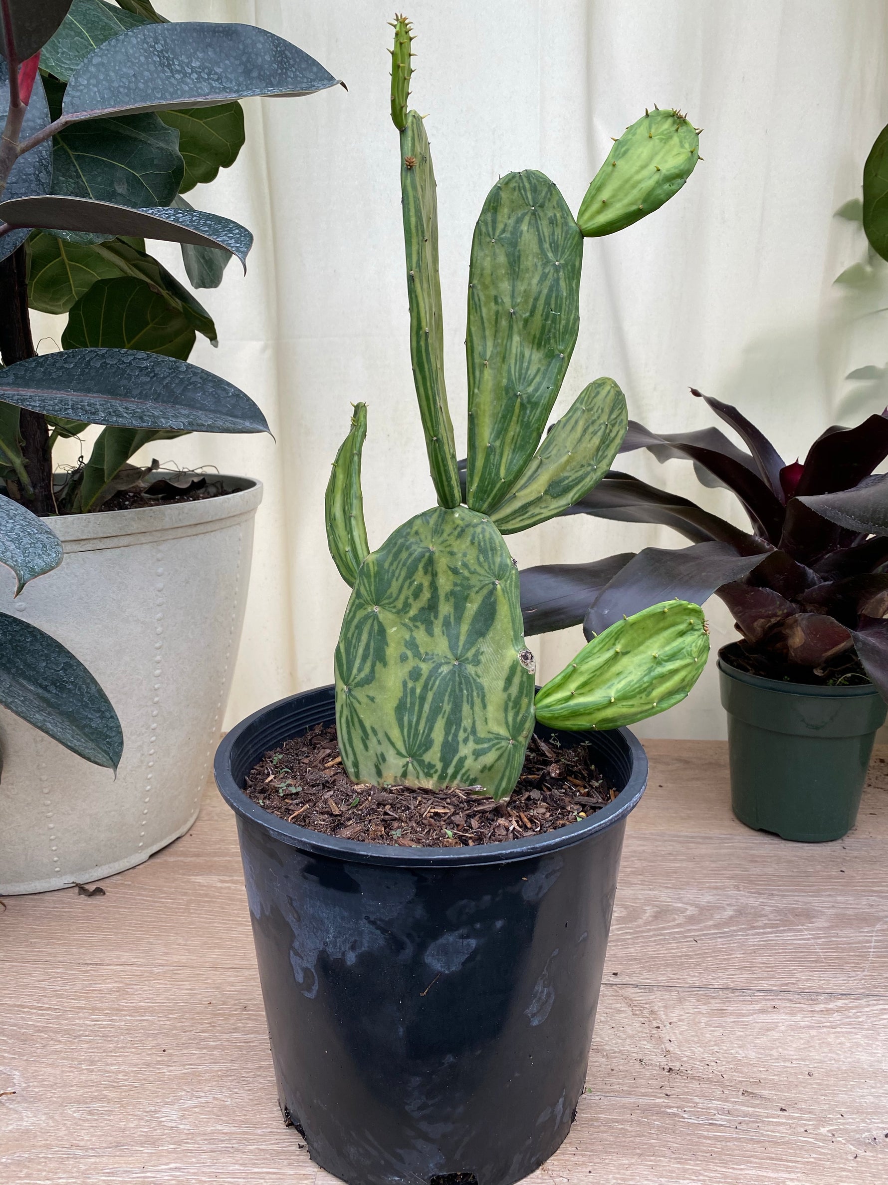 Nopal Prickly Pear Cactus ‘Variegata’ | Eureka Farms