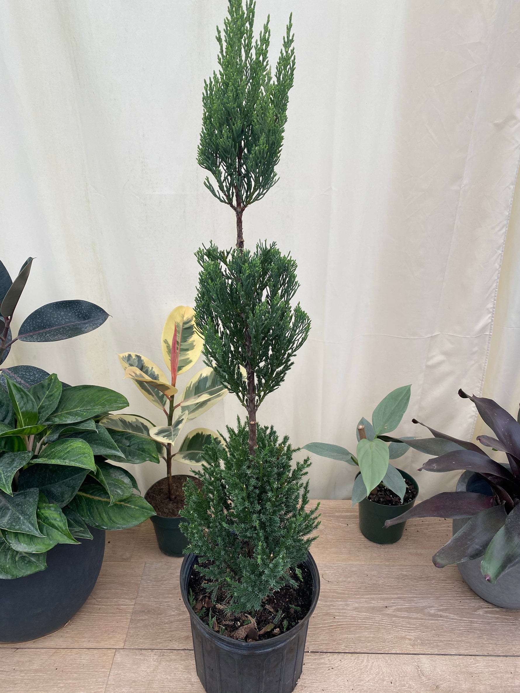 Buy Blue Point Spiral Juniper Topiary | Eureka Farms