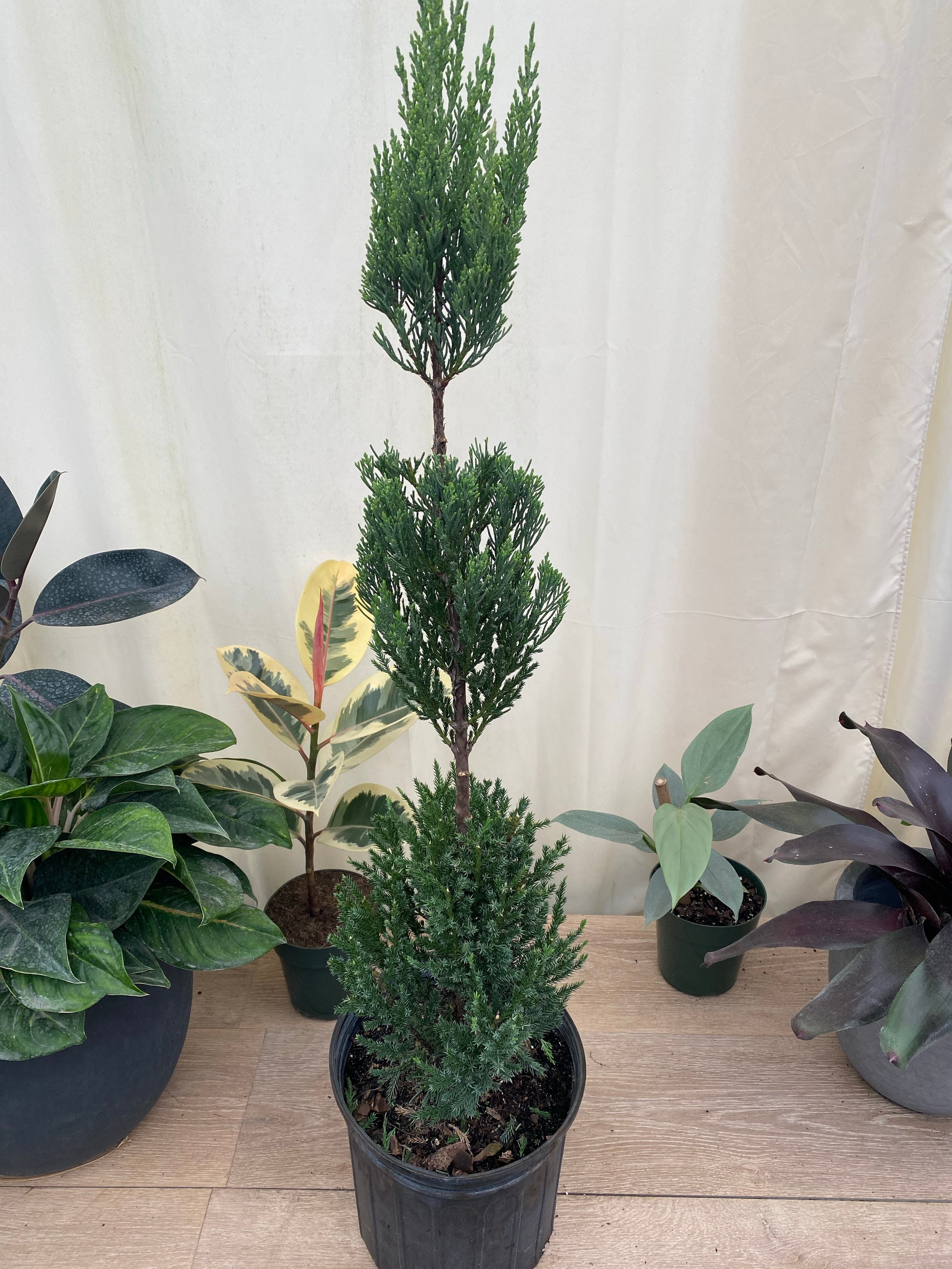 Buy Blue Point Spiral Juniper Topiary | Eureka Farms