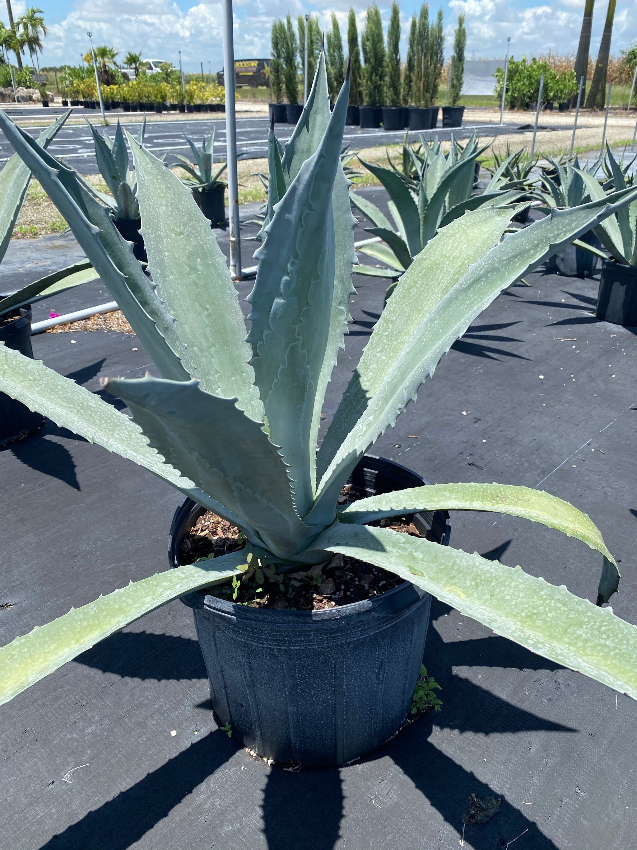 Super Blue Agave Americana, Century Plant – Eureka Farms