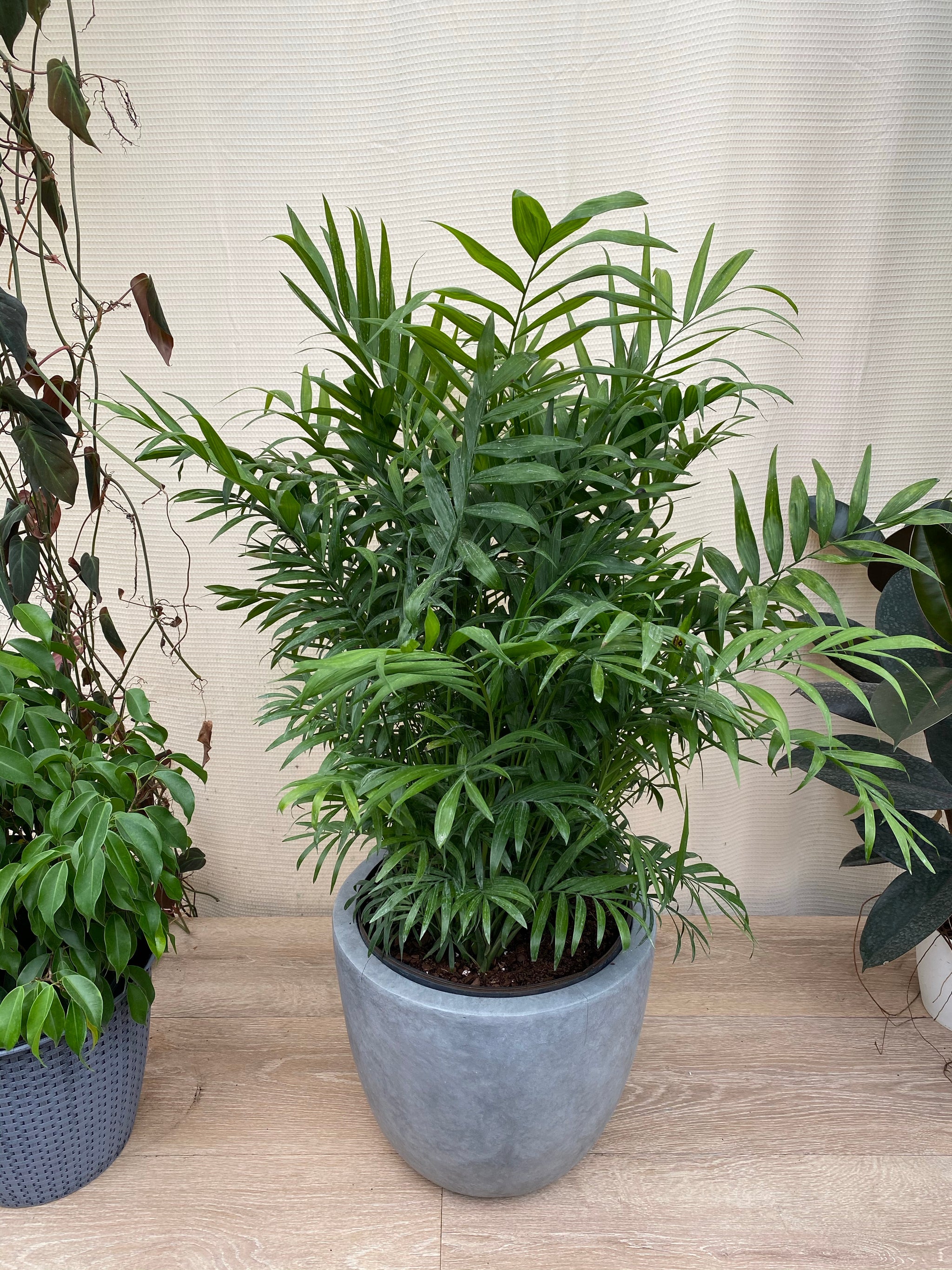 Palm Parlor Neanthe Bella Palm, Live Plant Indoor Air Purifier – Eureka ...