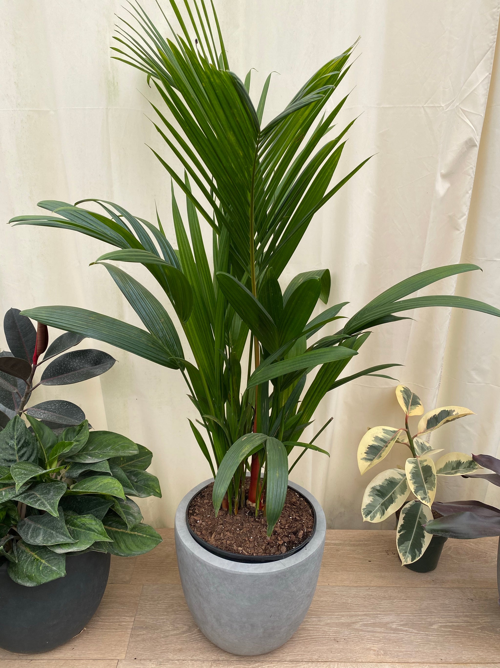 Lipstick Palm Red Sealing Wax Palm, Exotic and Rare – Eureka Farms