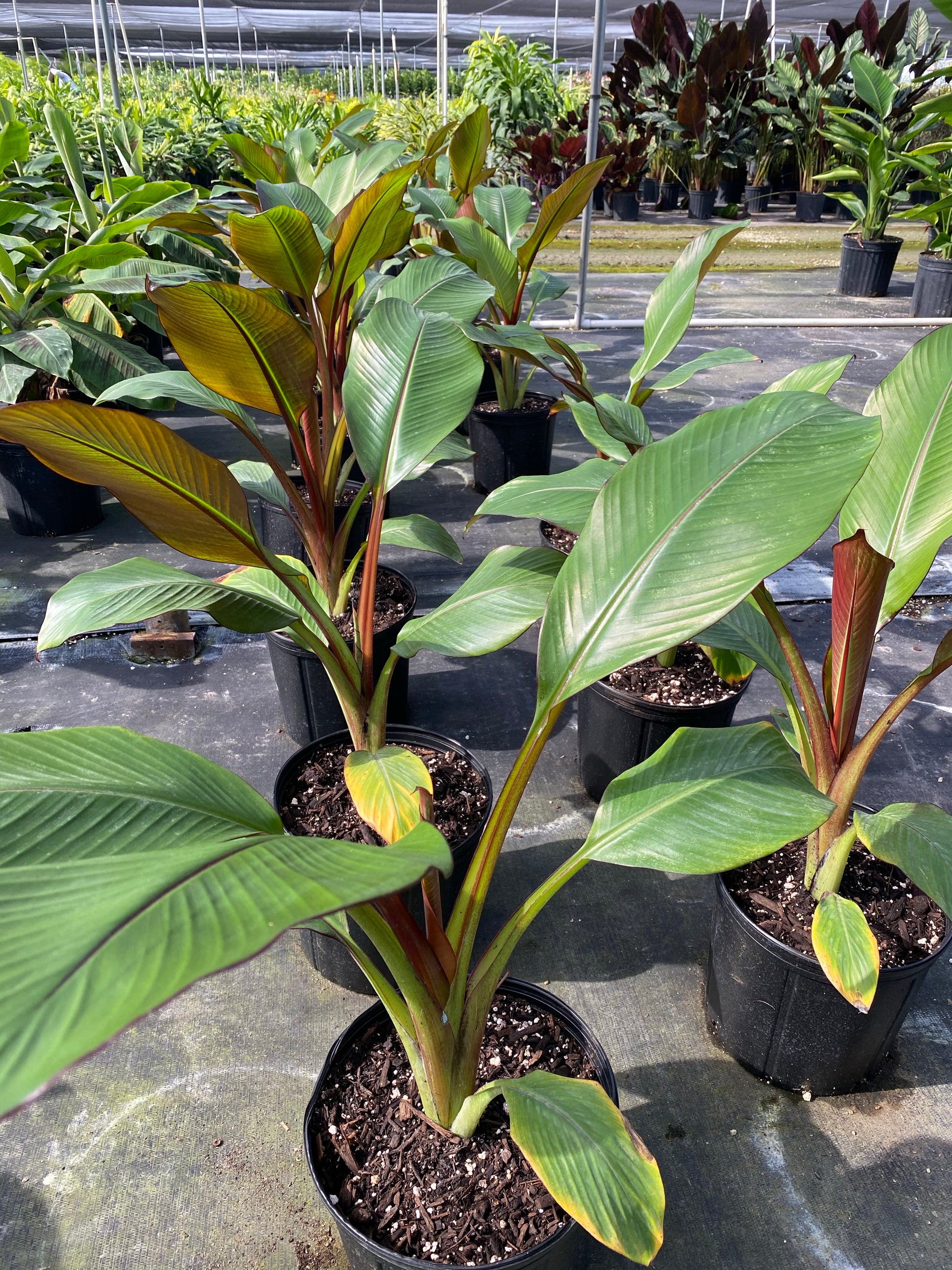 Musa Ensete Maurelii Red Abyssinian | Eureka Farms