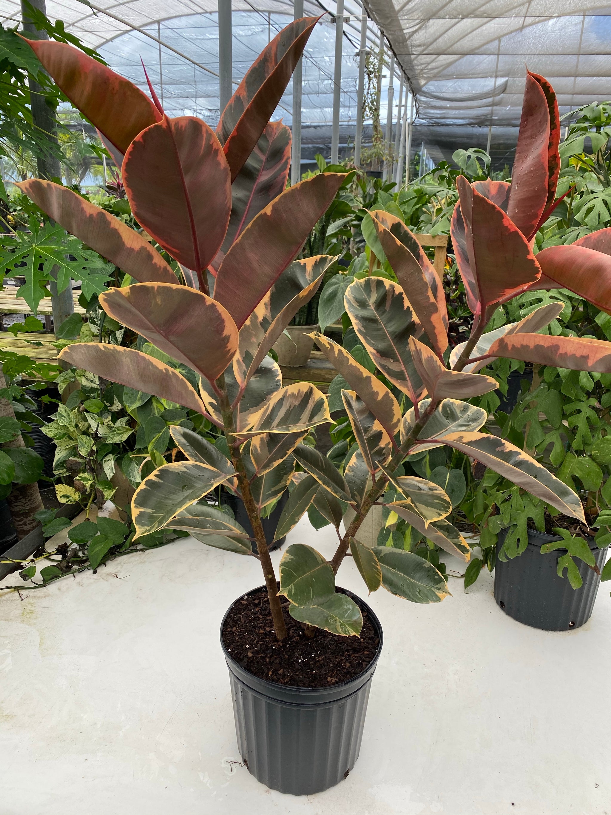 Ficus Ruby Tree Form 2-Stem, Rubber Tree Live Plant Indoor Air Purifie ...