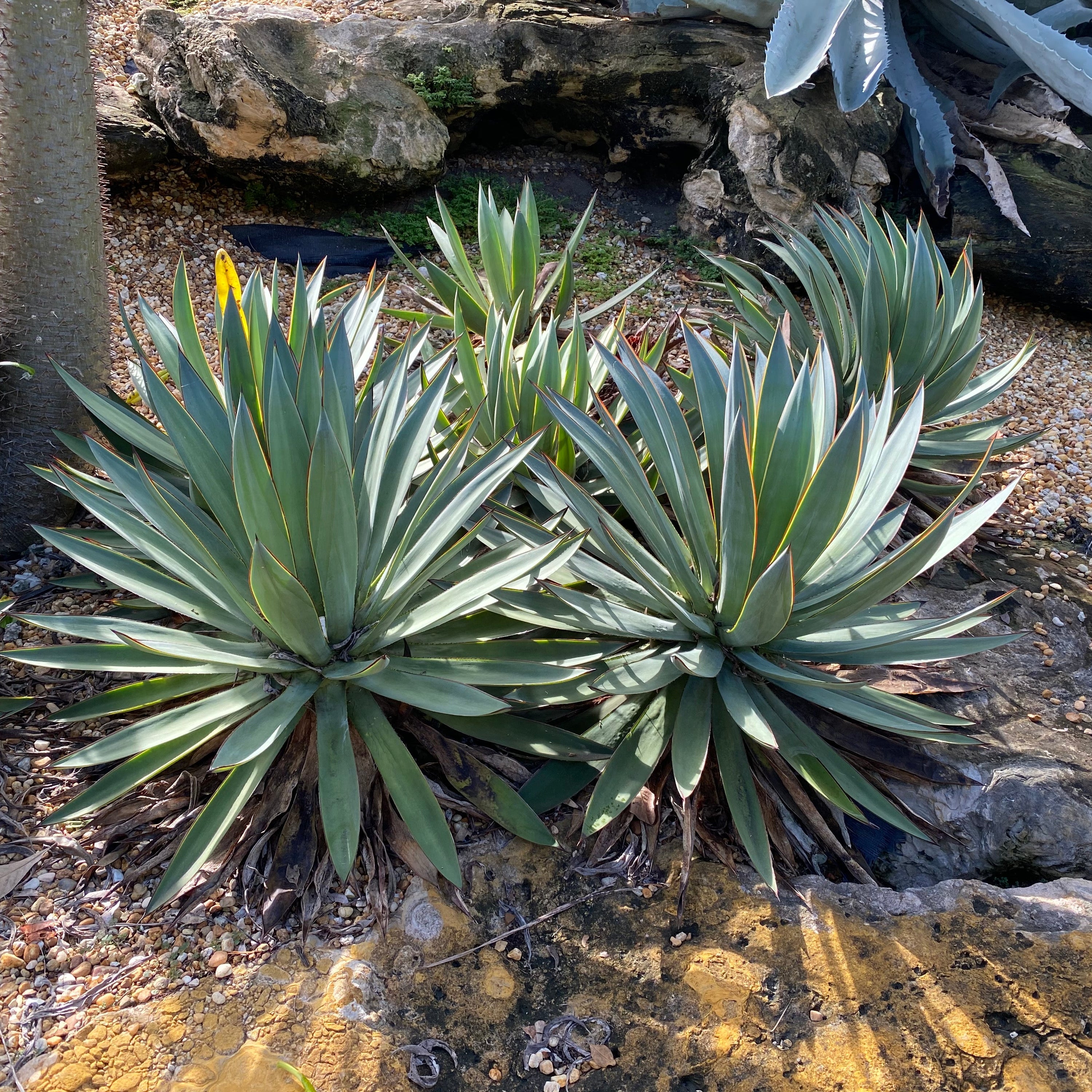Explore Our Agave Blue Glow | Eureka Farms
