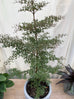 Buy Bucida Spinosa, Spiny Black Olive Online | Eureka Farms
