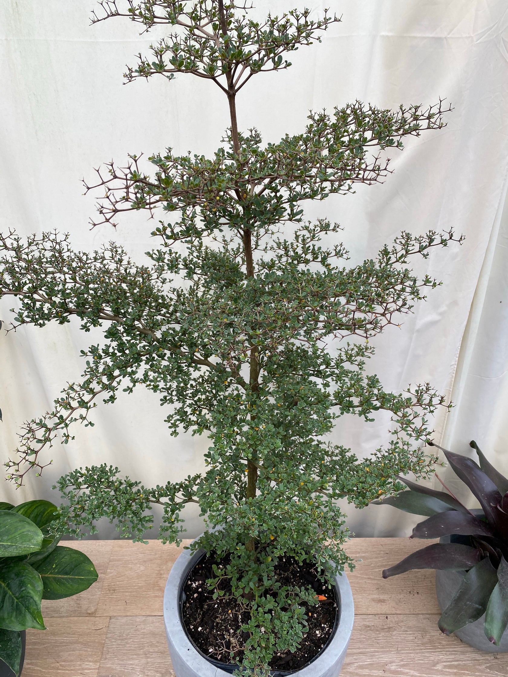 Bucida Spinosa, Spiny Black Olive – Eureka Farms
