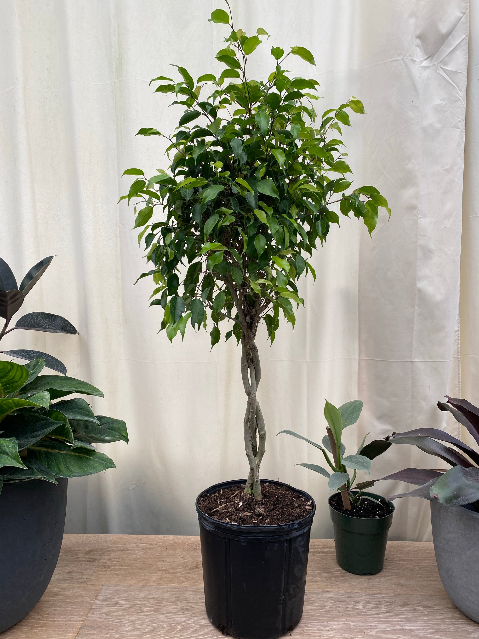 Buy Braided Ficus Benjamina Tree - Ficus Tree | Eureka Farms