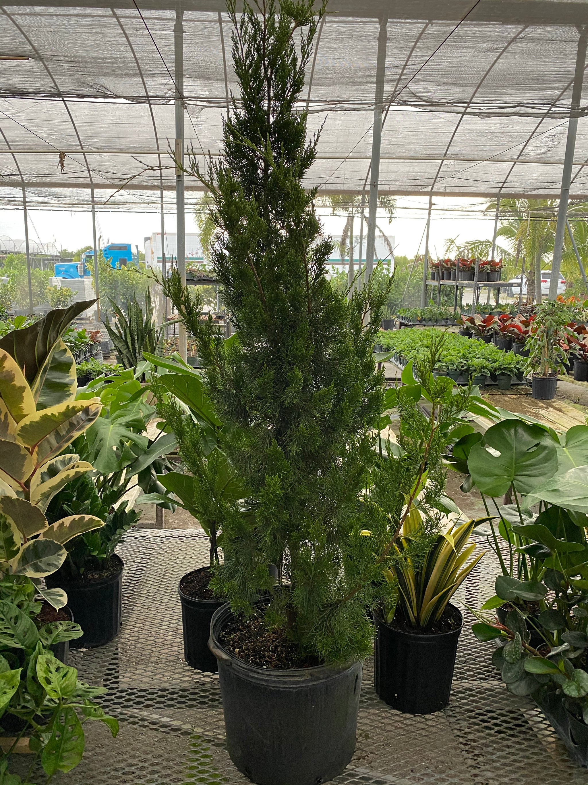 Spartan Juniper Tree, Fast Growing Tree – Eureka Farms