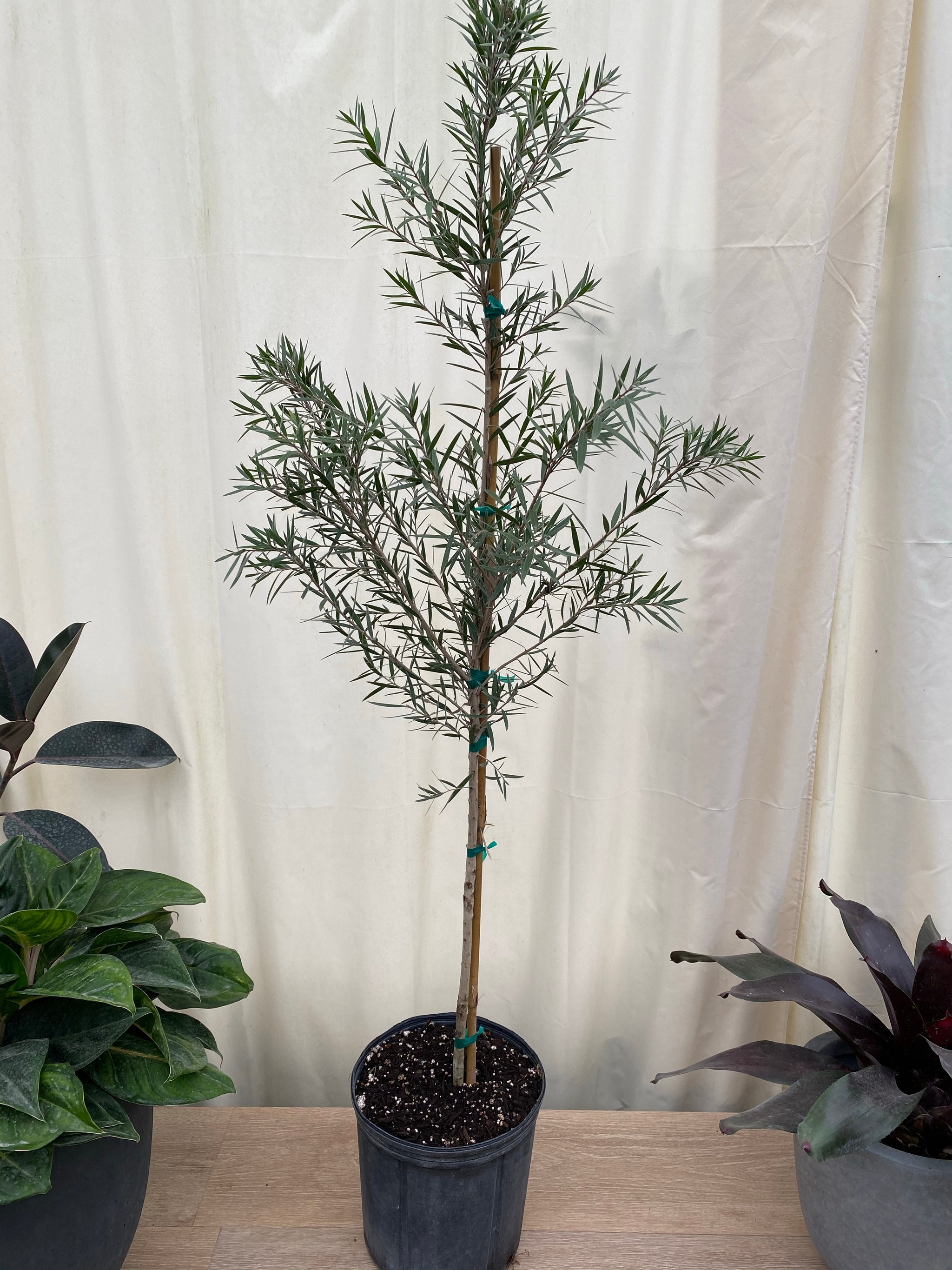 Bottlebrush Tree, Callistemon 'Red Cluster' – Eureka Farms