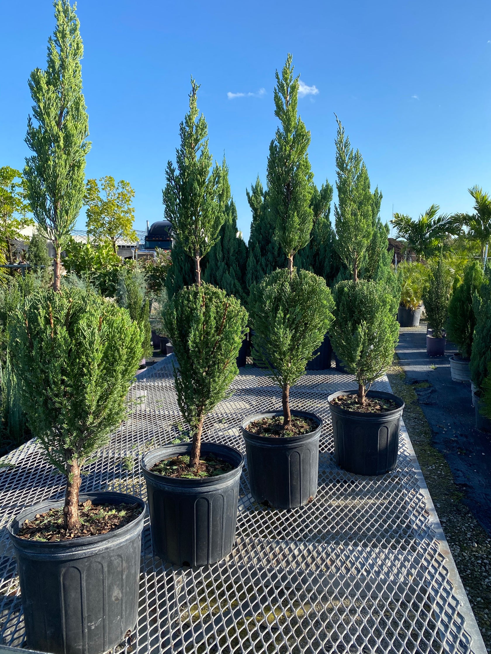 Topiary Trees, Classic Form Blue Point Juniper#N#– Eureka Farms