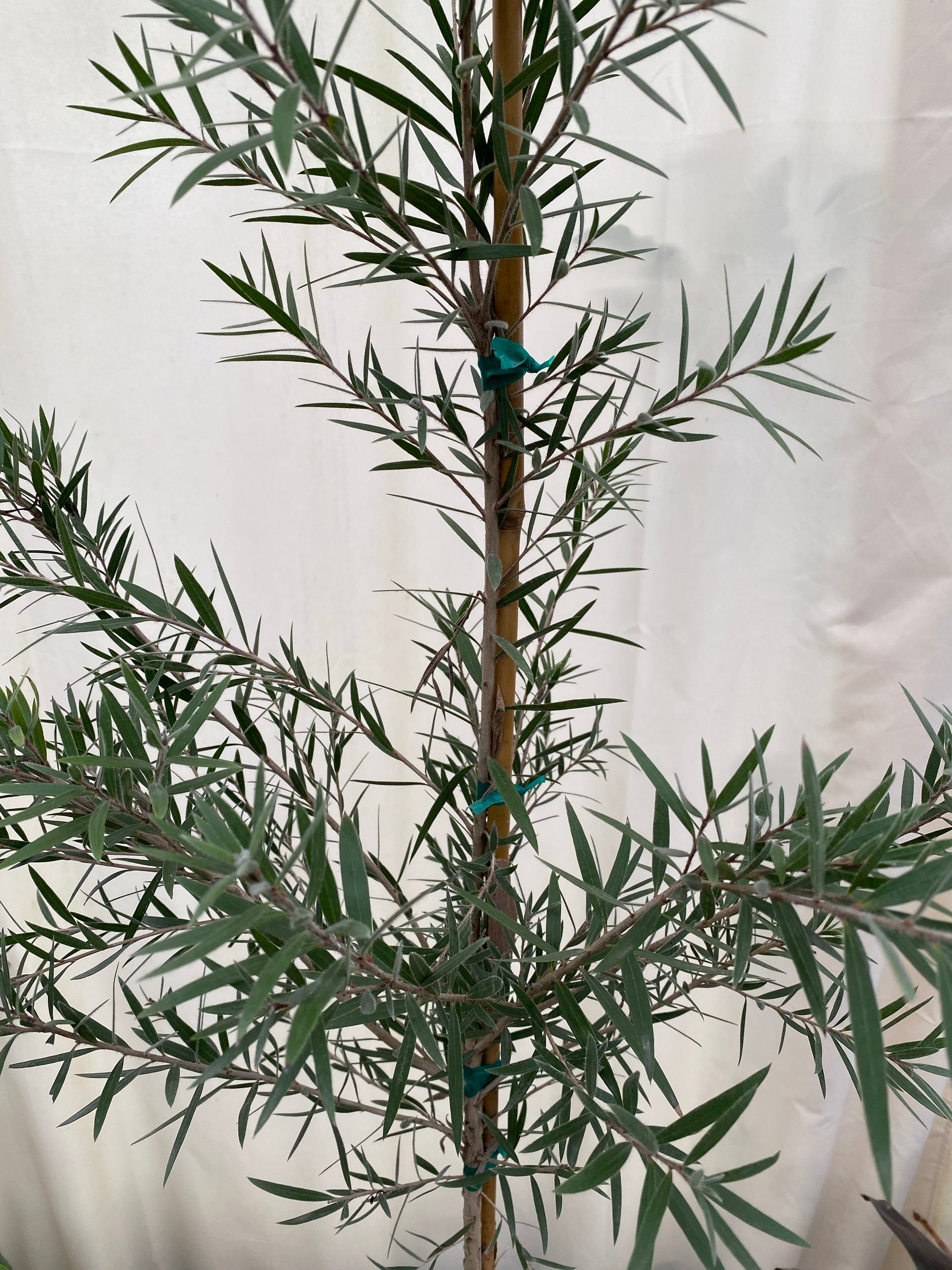 Bottlebrush Tree, Callistemon 'Red Cluster' – Eureka Farms