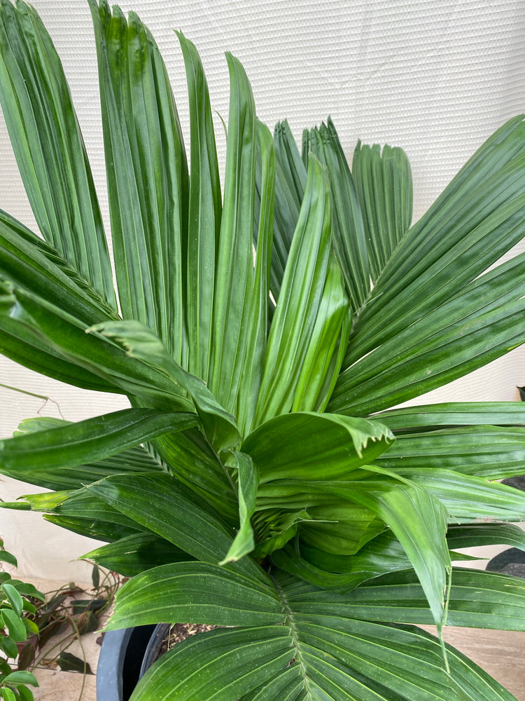 Tropical Palm Trees for Indoor, Patio or Landscape | Eureka – Eureka Farms