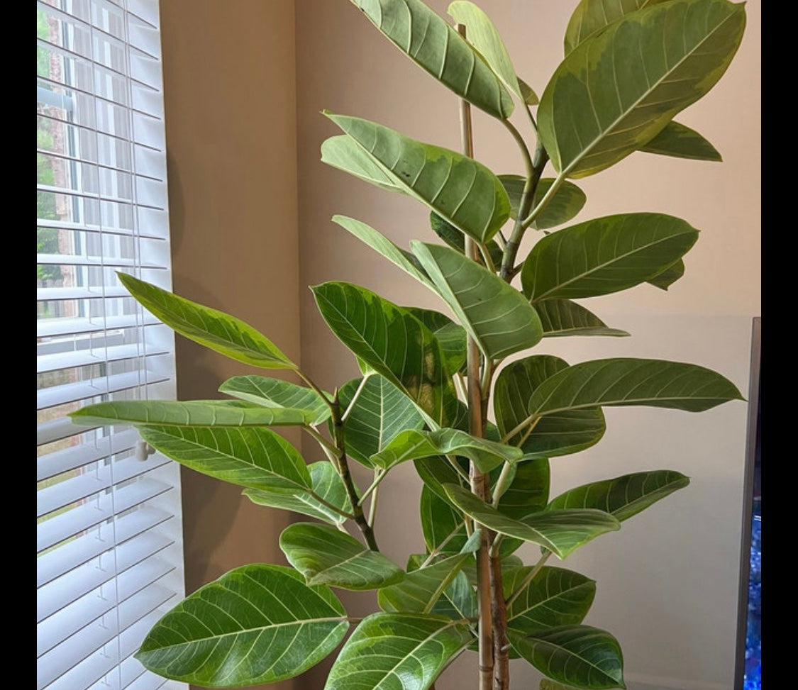 Ficus Altissima Bush, Variegated Yellow Gem Rubber Tree – Eureka Farms