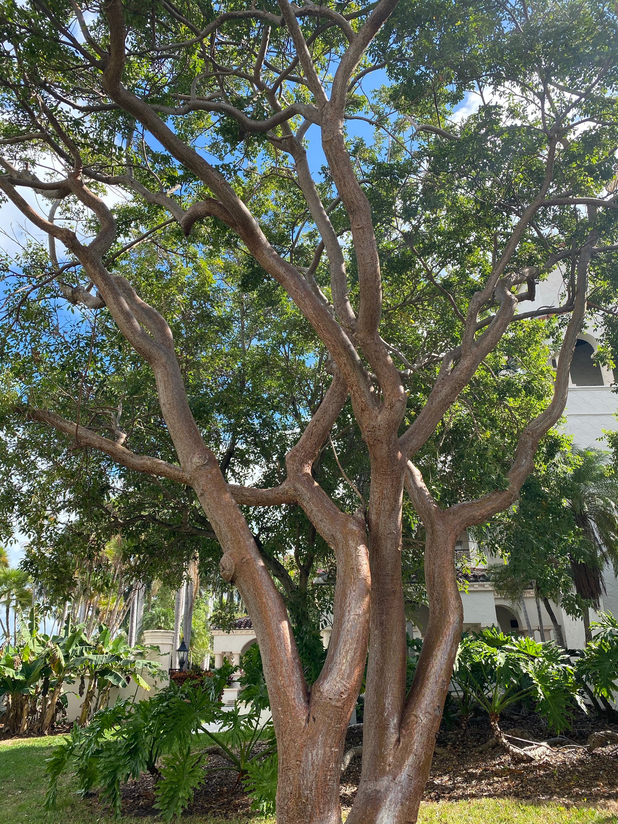 Gumbo Limbo Tree, Bursera Simaruba | Eureka Farms