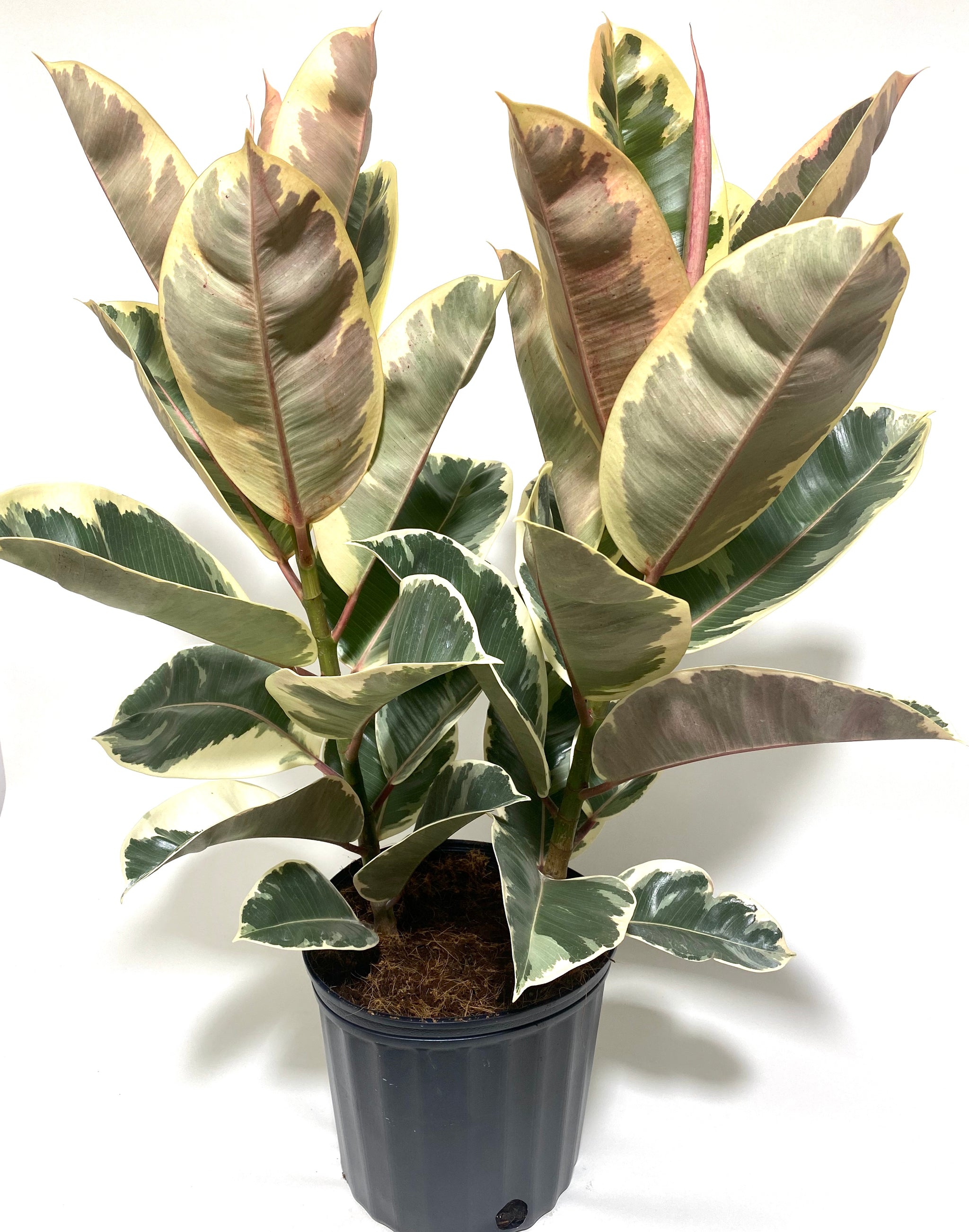 Ficus Tineke Bush Form, Variegated Elastica Rubber Tree Decora – Eureka ...