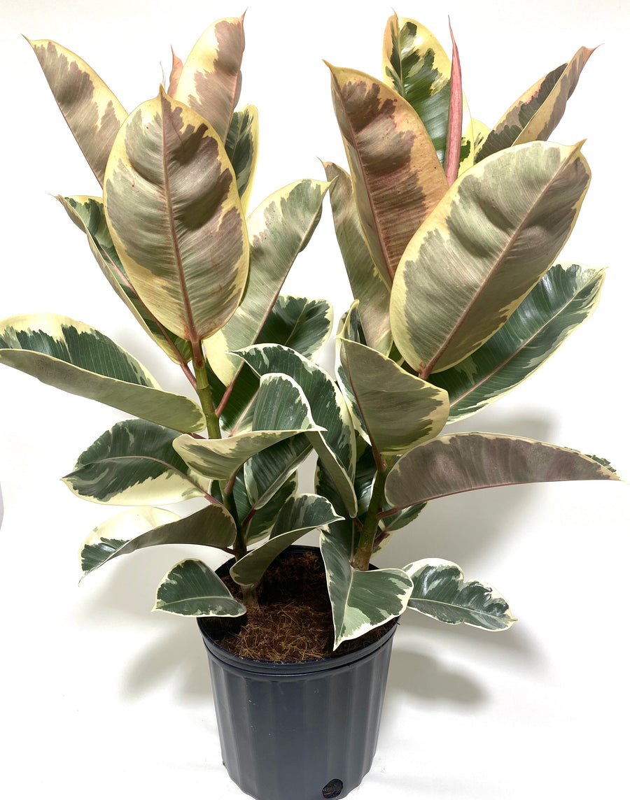 Ficus Tineke Bush Form, Variegated Elastica Rubber Tree Decora – Eureka ...