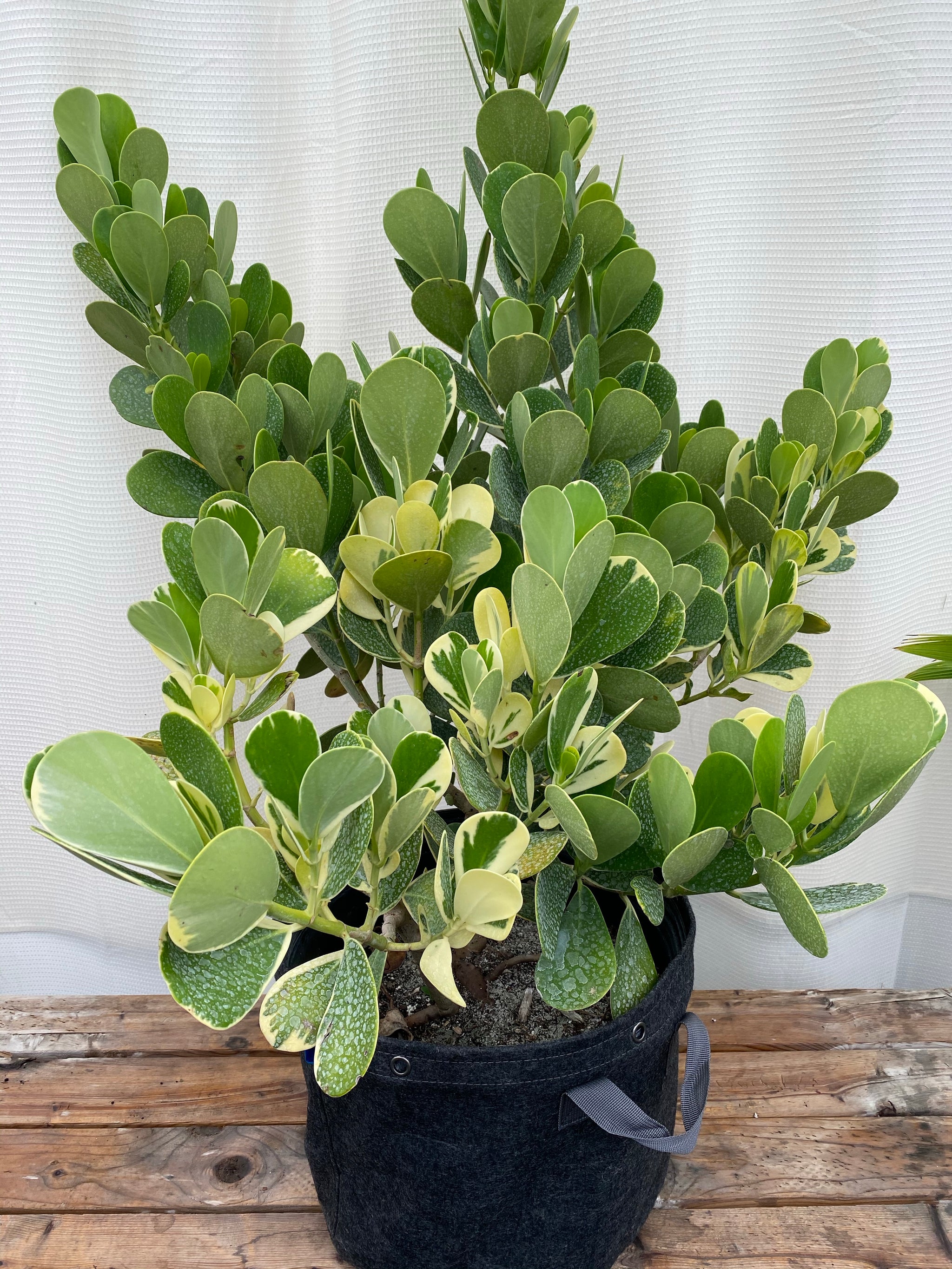 Clusia Guttifera Bush, Variegata Best Privacy Hedge Tree – Eureka Farms