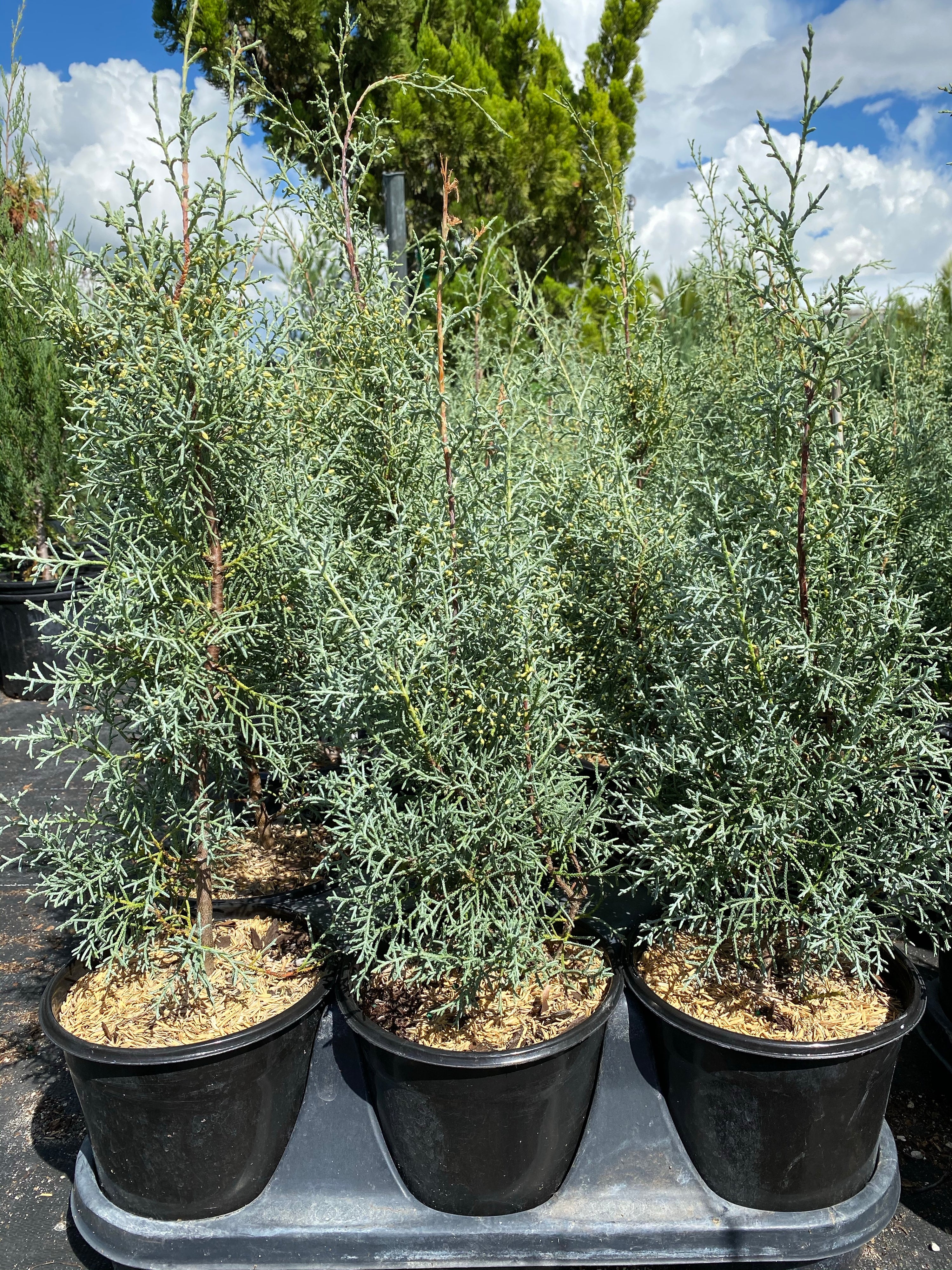 Buy the Carolina Sapphire Arizona Cypress | Eureka Farms