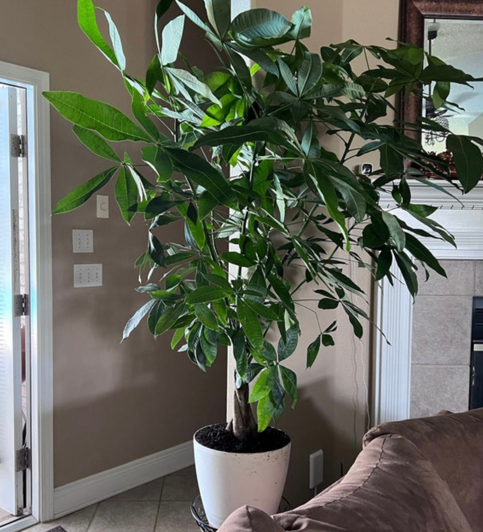 Money Tree Braided, Pachira Aquatica, Good Luck Tree |Eureka – Eureka Farms