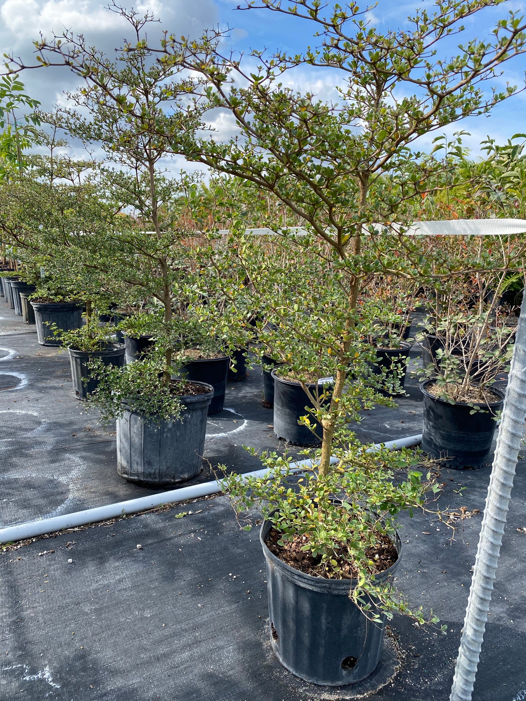 Buy Bucida Spinosa, Spiny Black Olive Online | Eureka Farms