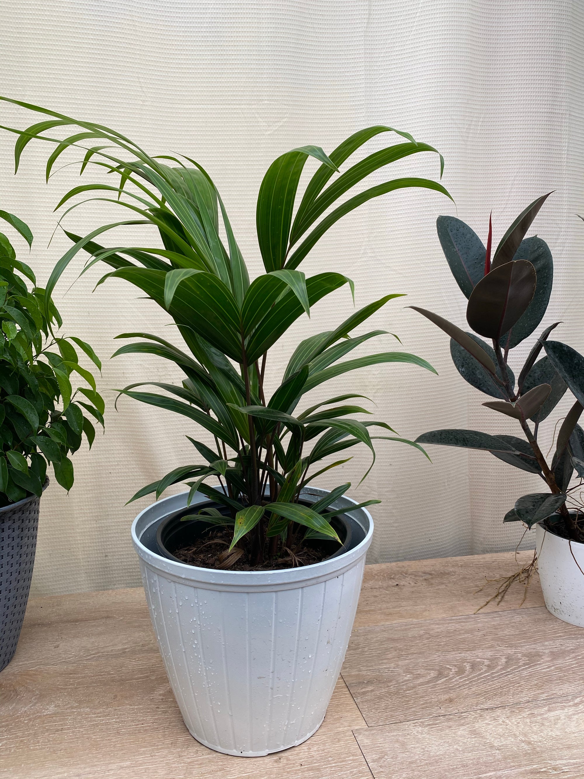 Buy Our Cabada Palm, Exotic and Rare | Eureka Farms