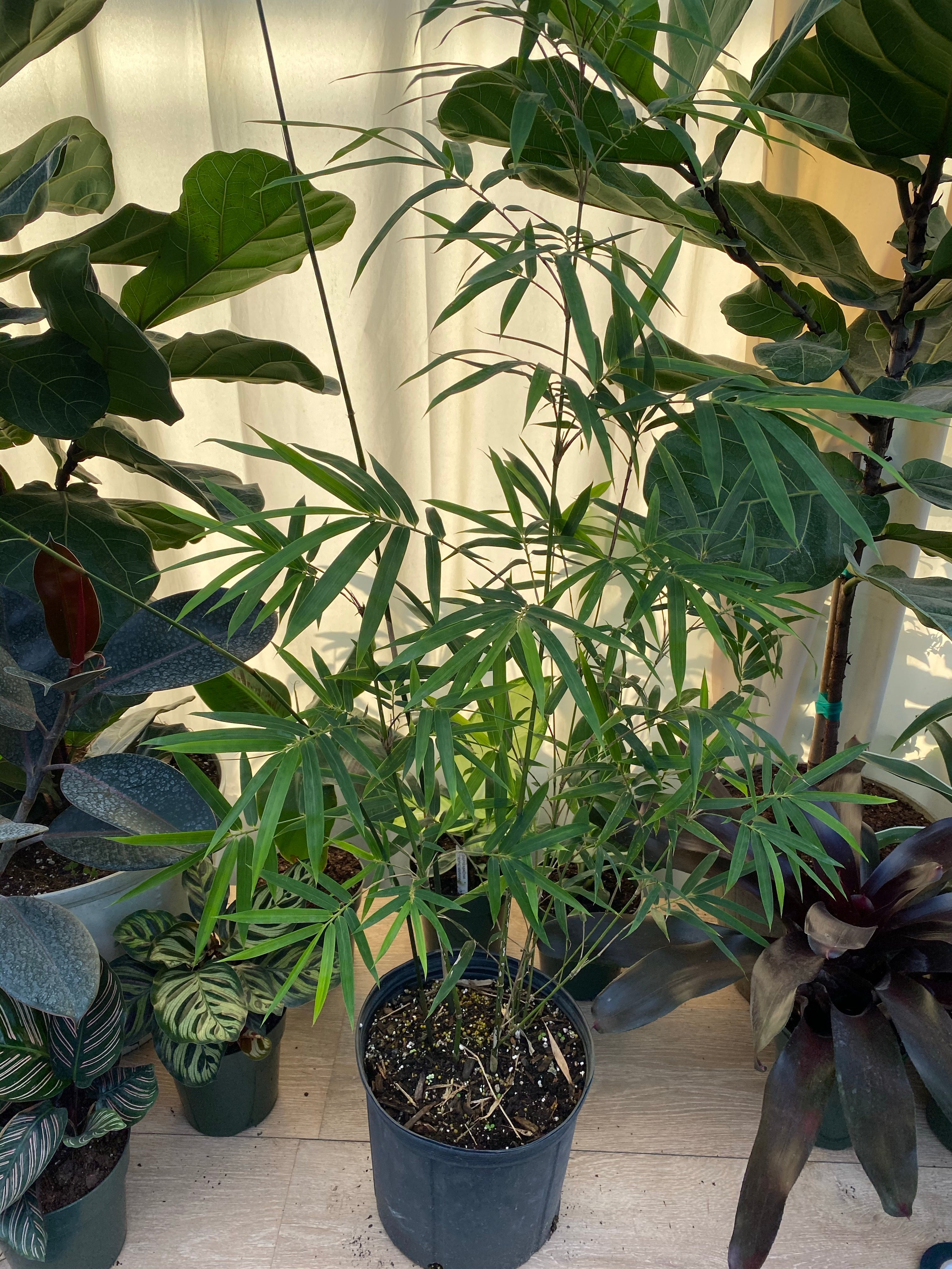 Shop Our Weaver's Bamboo RG Dwarf | Eureka Farms