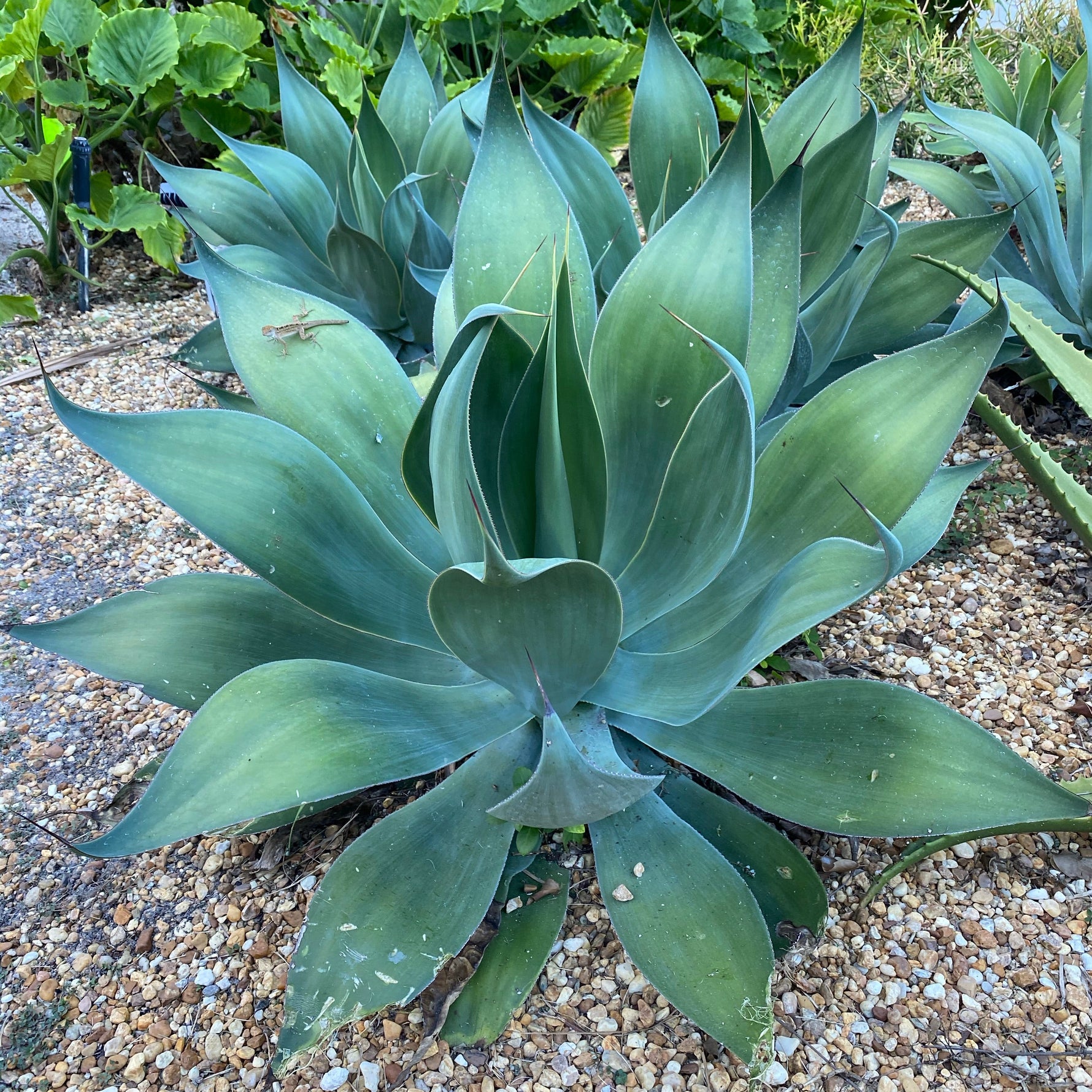 Foxtail Agave Attenuata 'Ray of Light | Eureka Farms