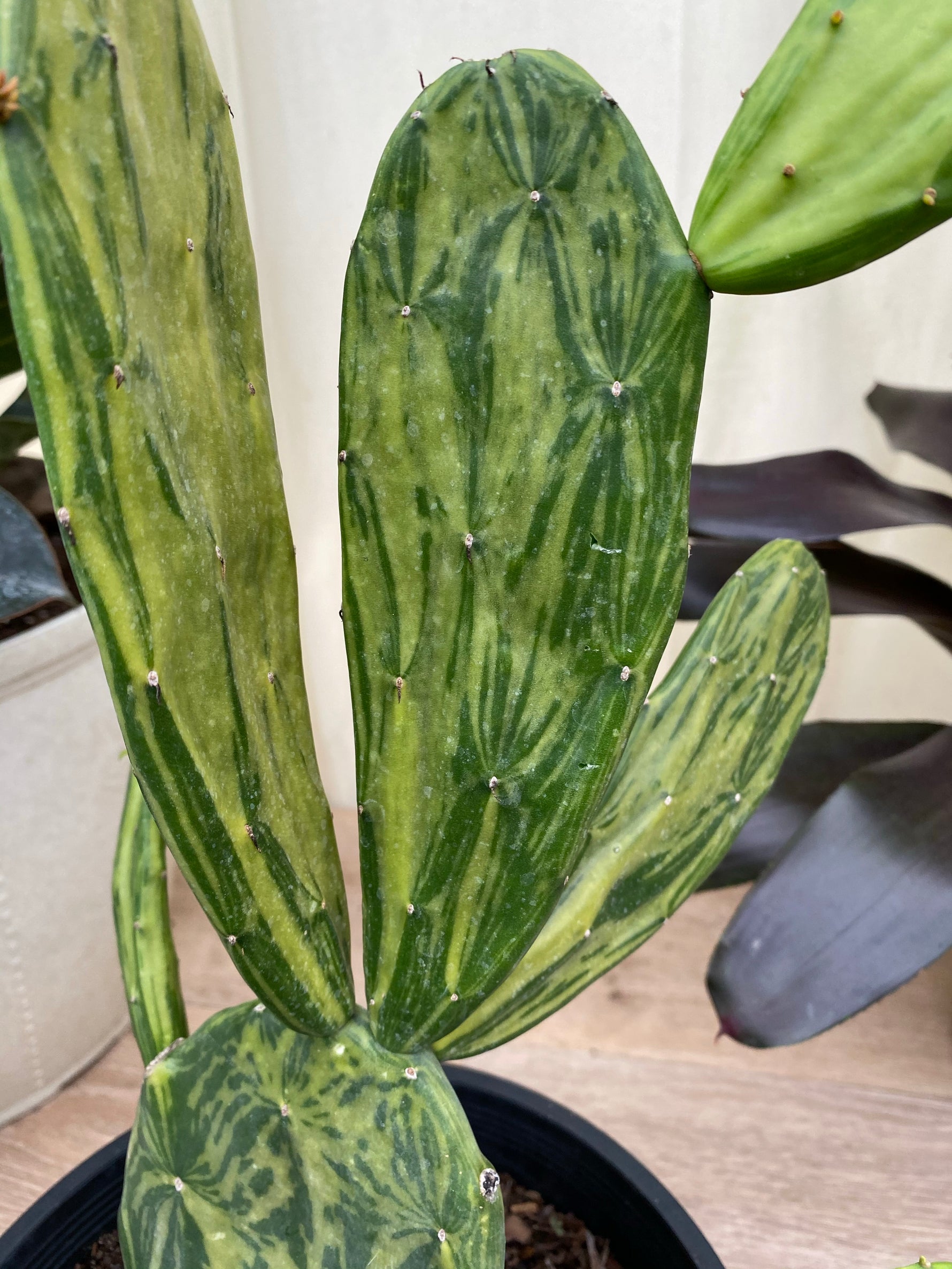 Nopal Prickly Pear Cactus ‘Variegata’ | Eureka Farms