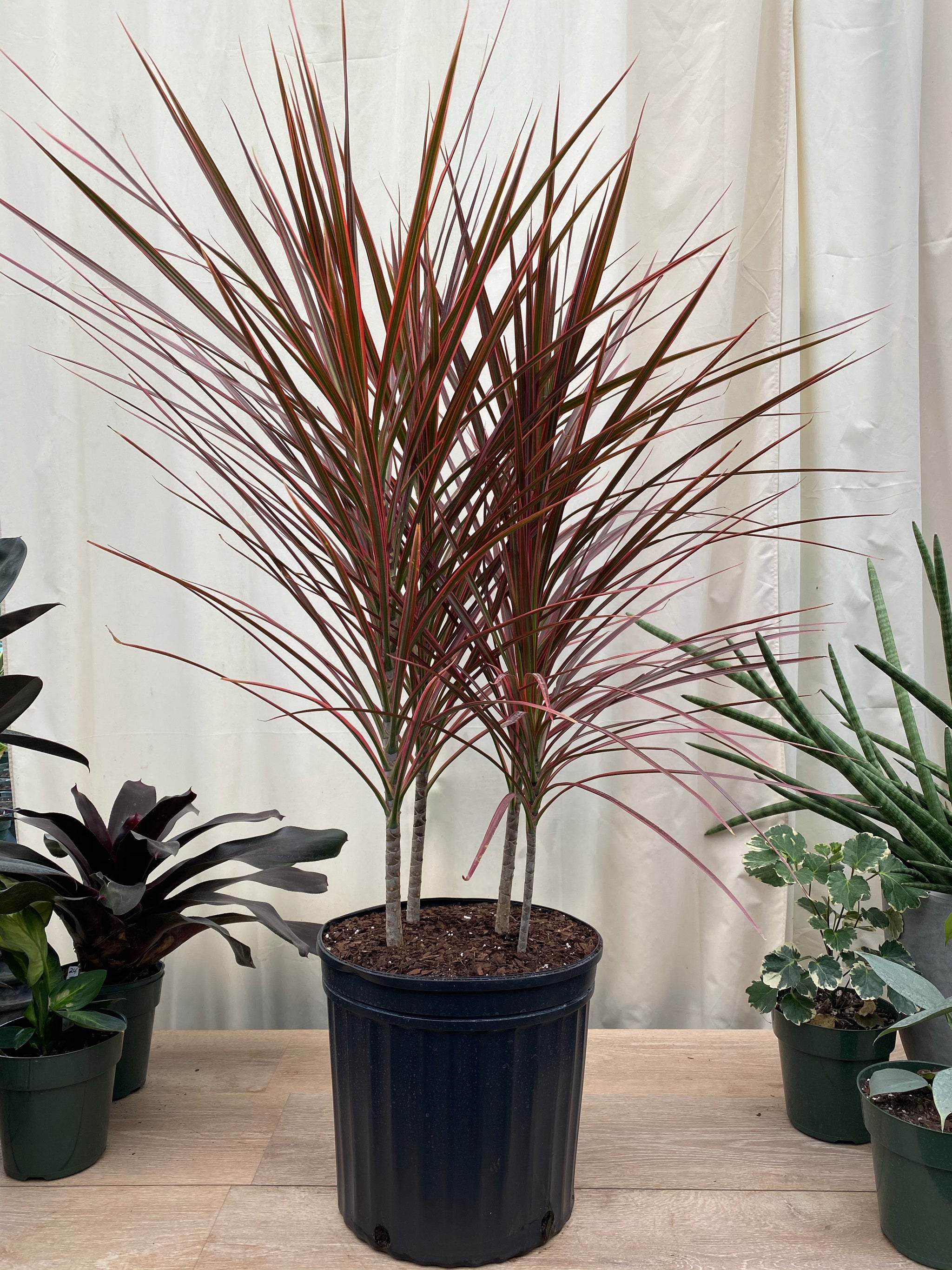Dracaena Dragon Tree Colorama, Tree Form – Eureka Farms