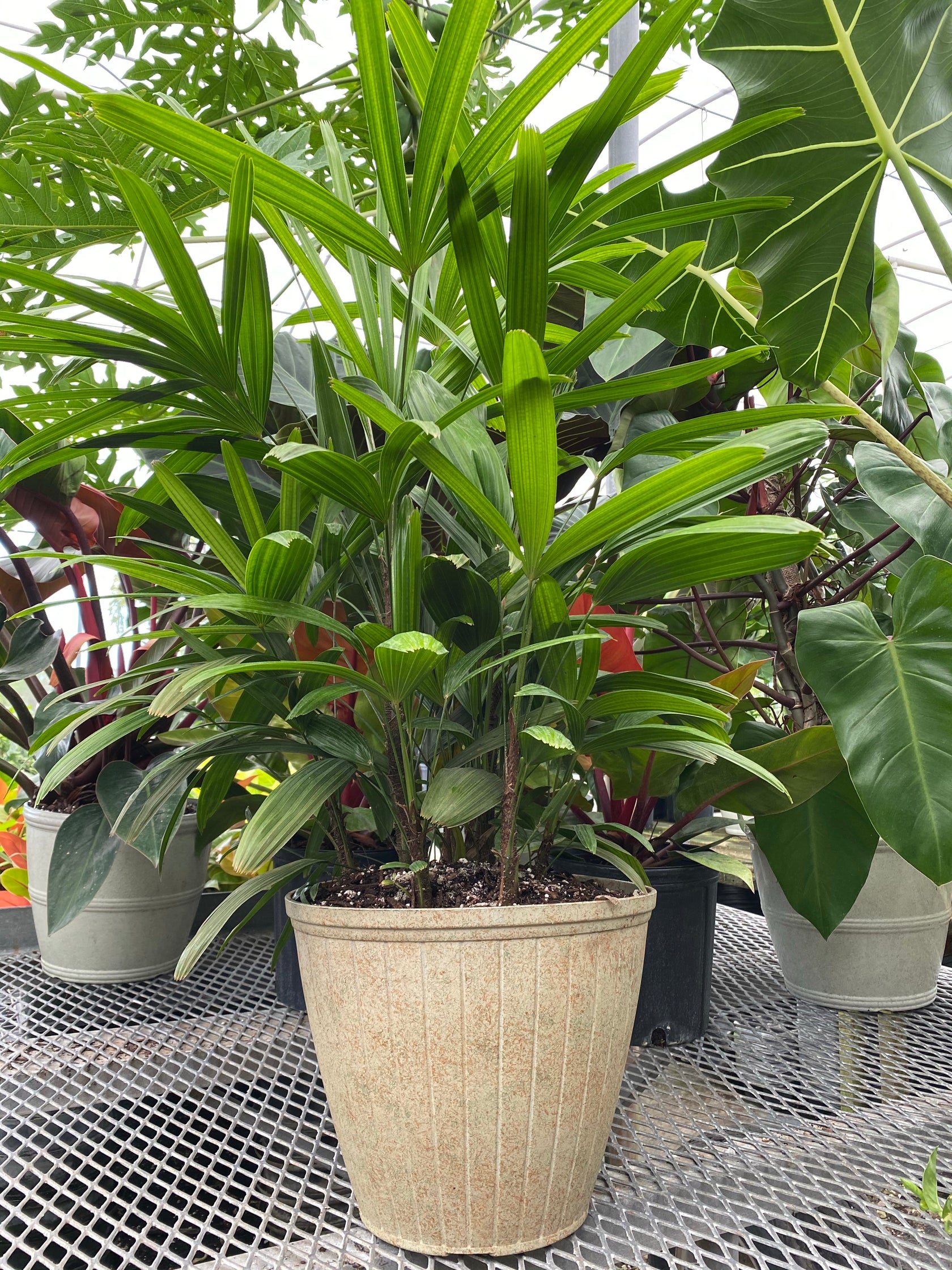 Lady Palm, Rhapis Excelsa, Indoor Queen Palm – Eureka Farms