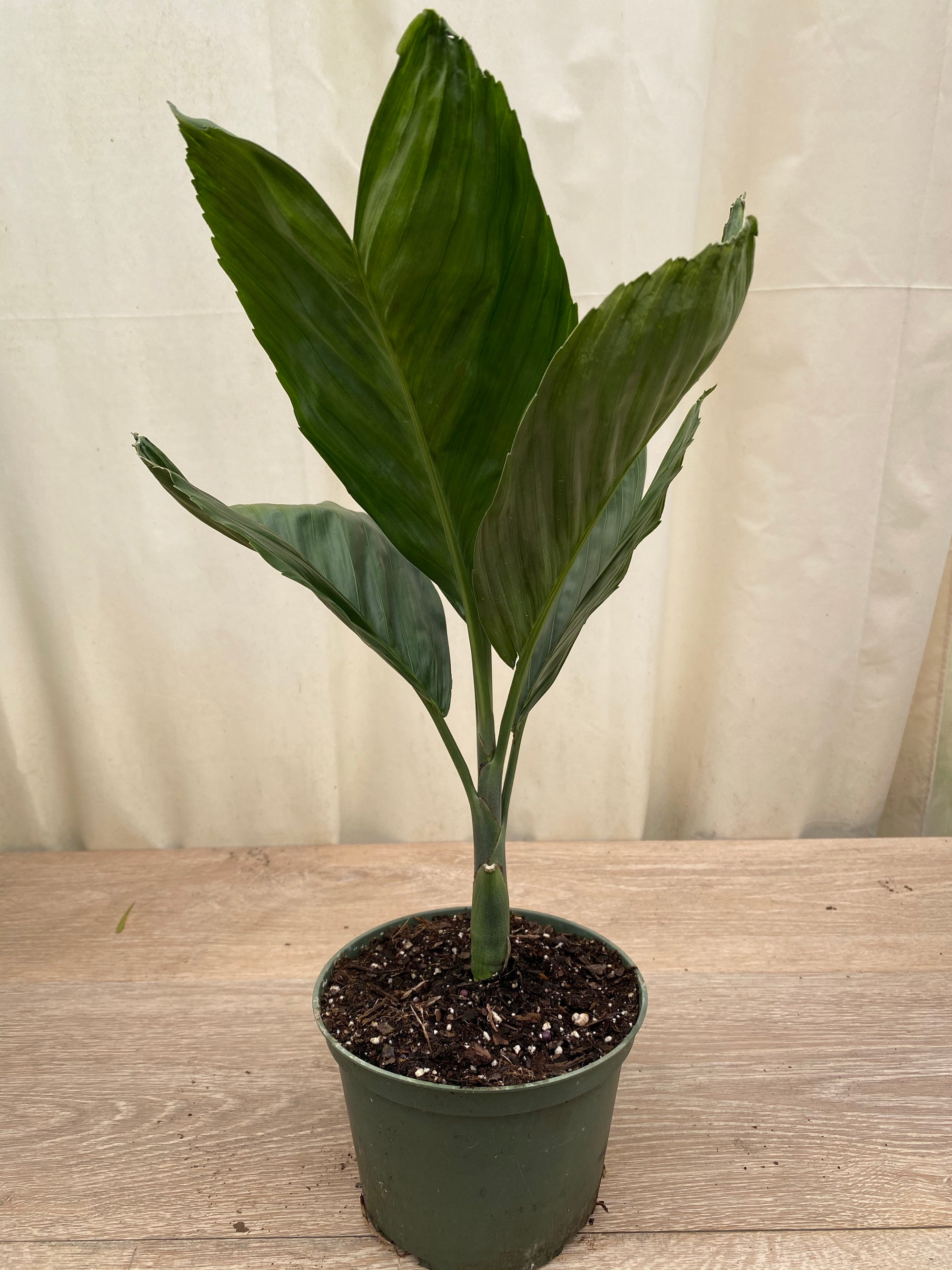 Buy Mini Fishtail Palm Chamaedorea metallica | Eureka Farms