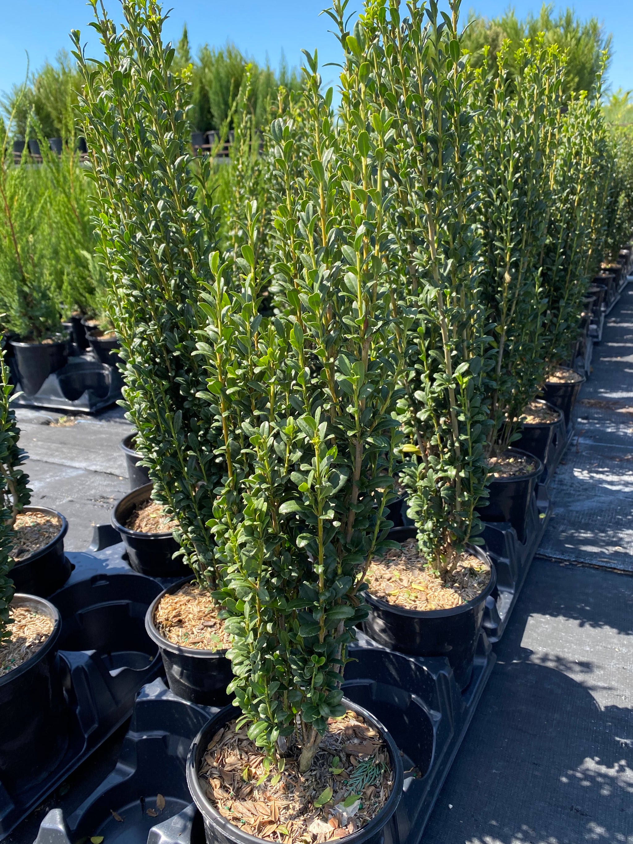 Ilex crenata 'Sky Pencil' Japanese Holly – Eureka Farms