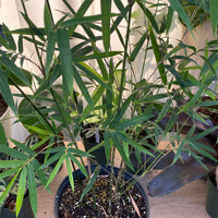 Weaver's Bamboo RG Dwarf – Eureka Farms