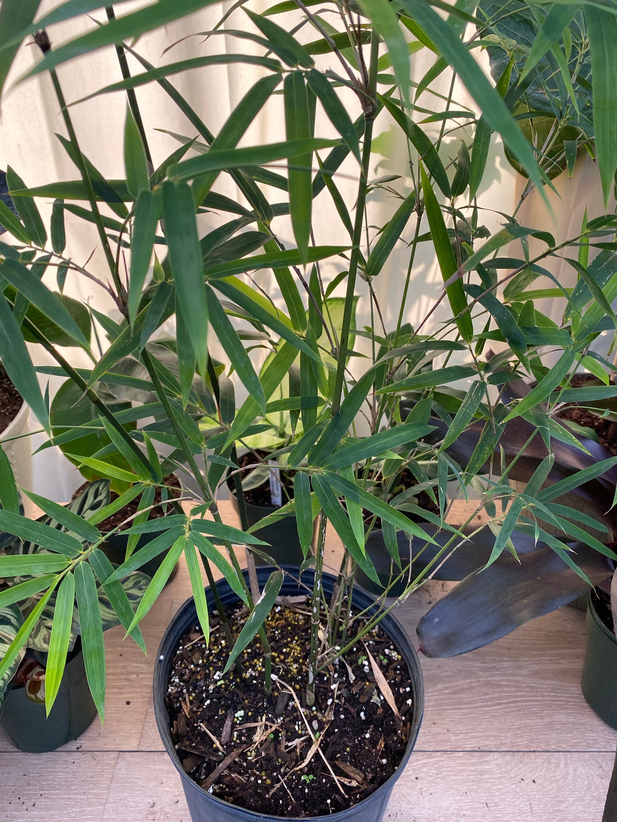 Weaver's Bamboo RG Dwarf – Eureka Farms