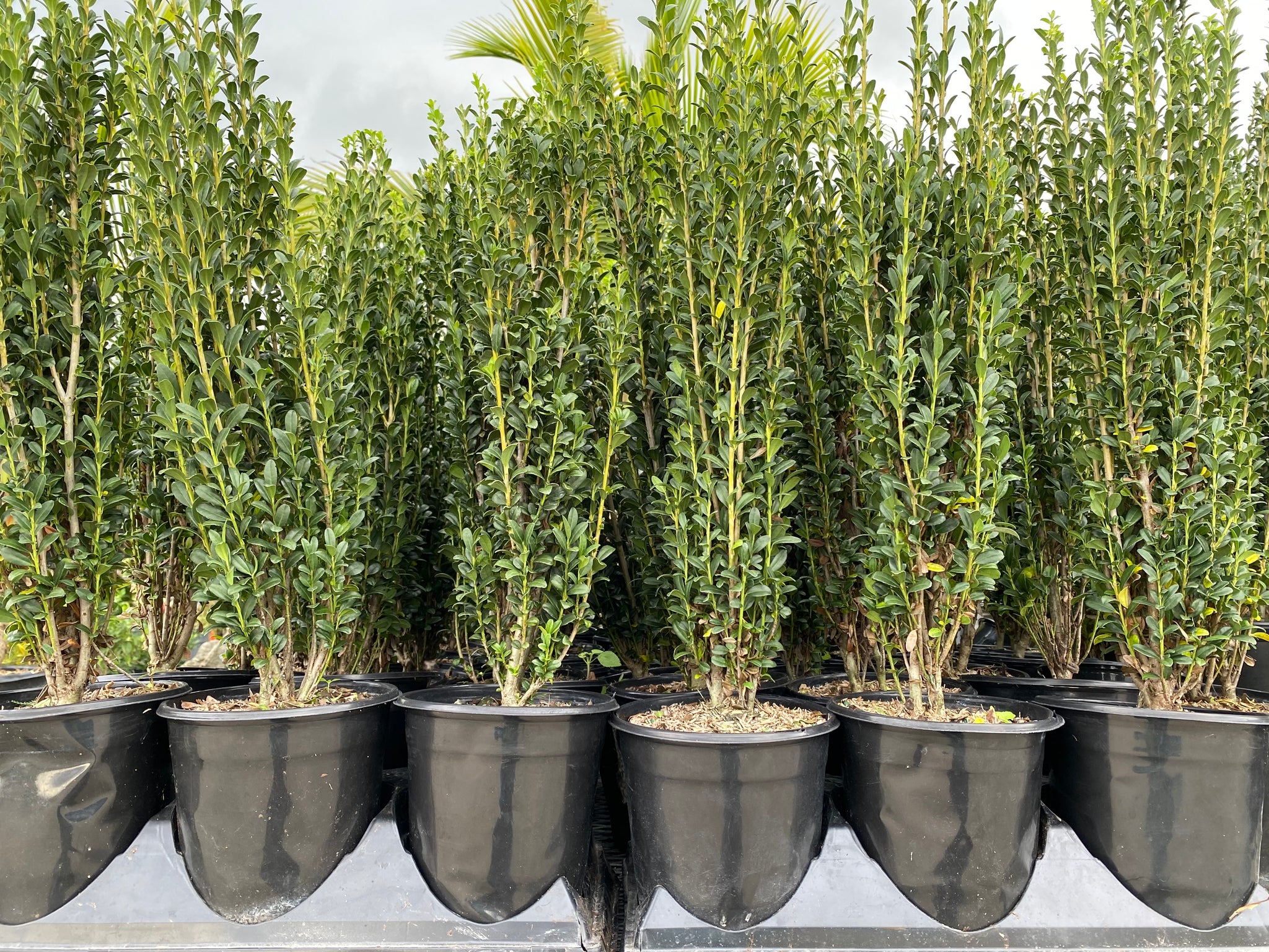 Ilex crenata 'Sky Pencil' Japanese Holly – Eureka Farms