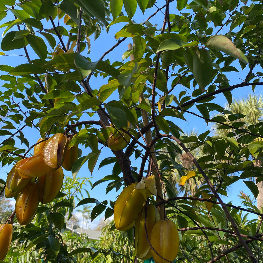 Carambola Arkin Star Fruit Tree Eureka Farms