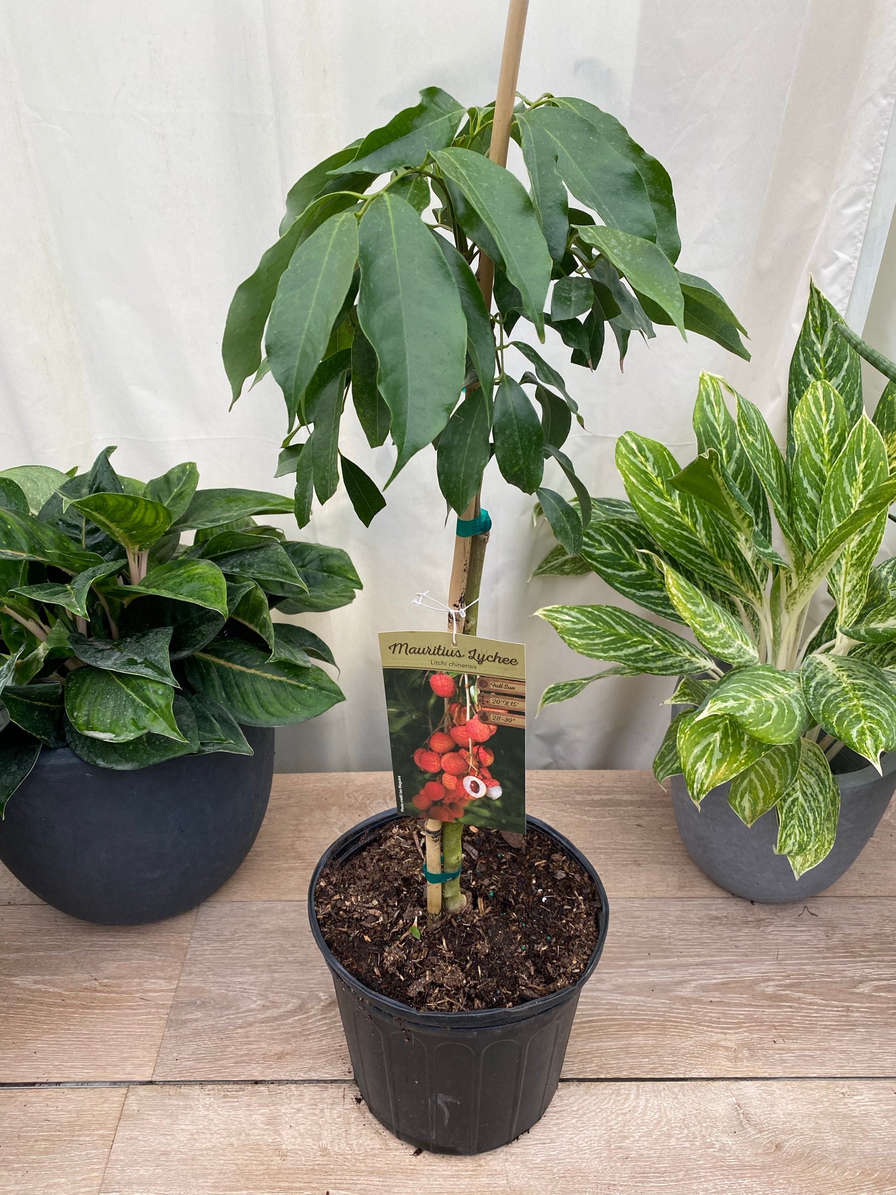 Explore Our Lychee Mauritius Nut Tree | Eureka Farms