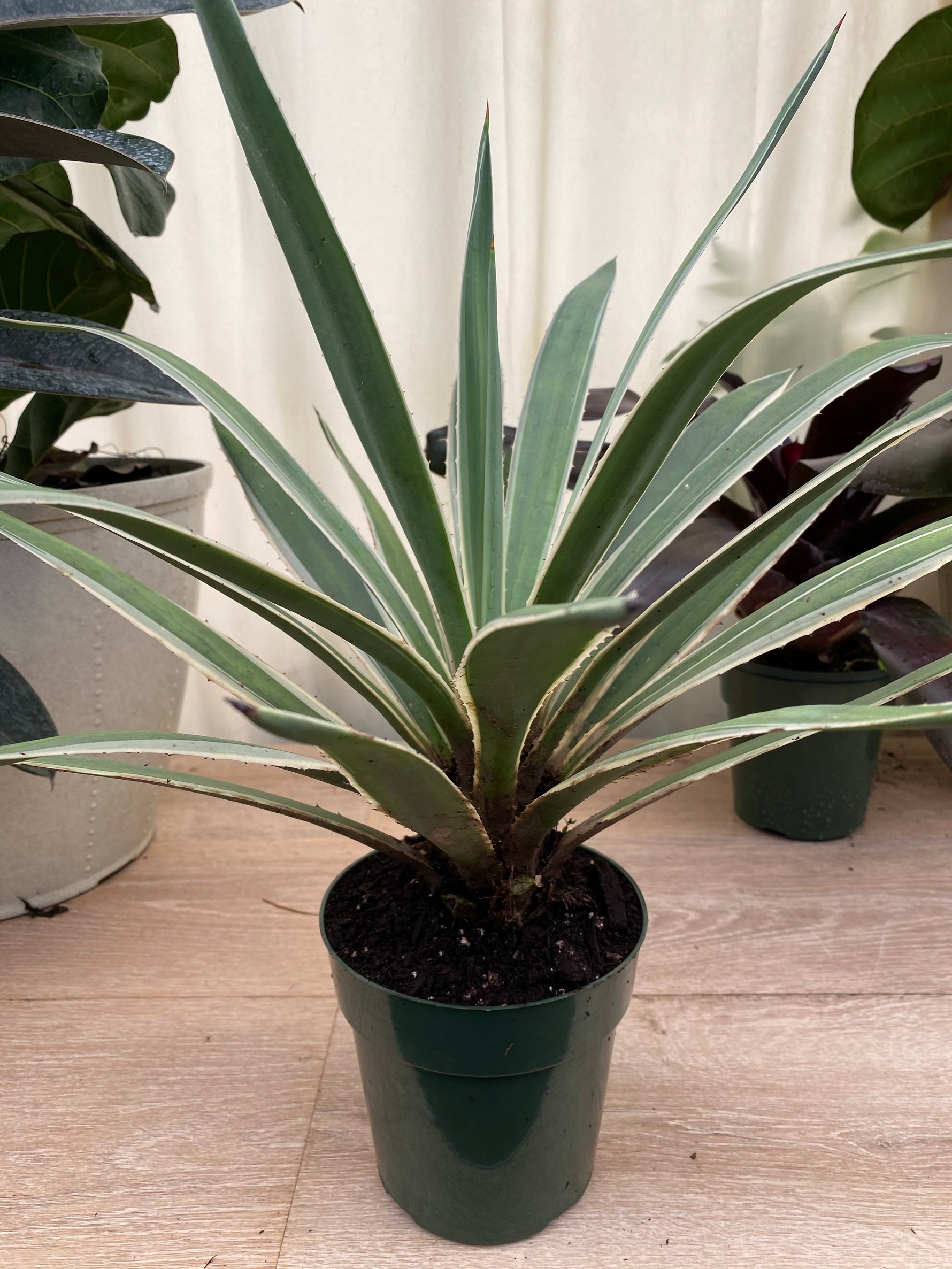 Explore Agave Angustifolia, Caribbean Agave | Eureka Farms