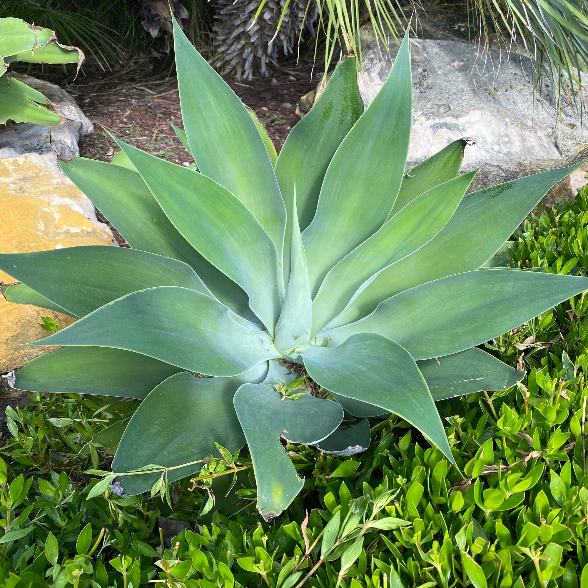 Explore Our Agave Blue Flame | Eureka Farms
